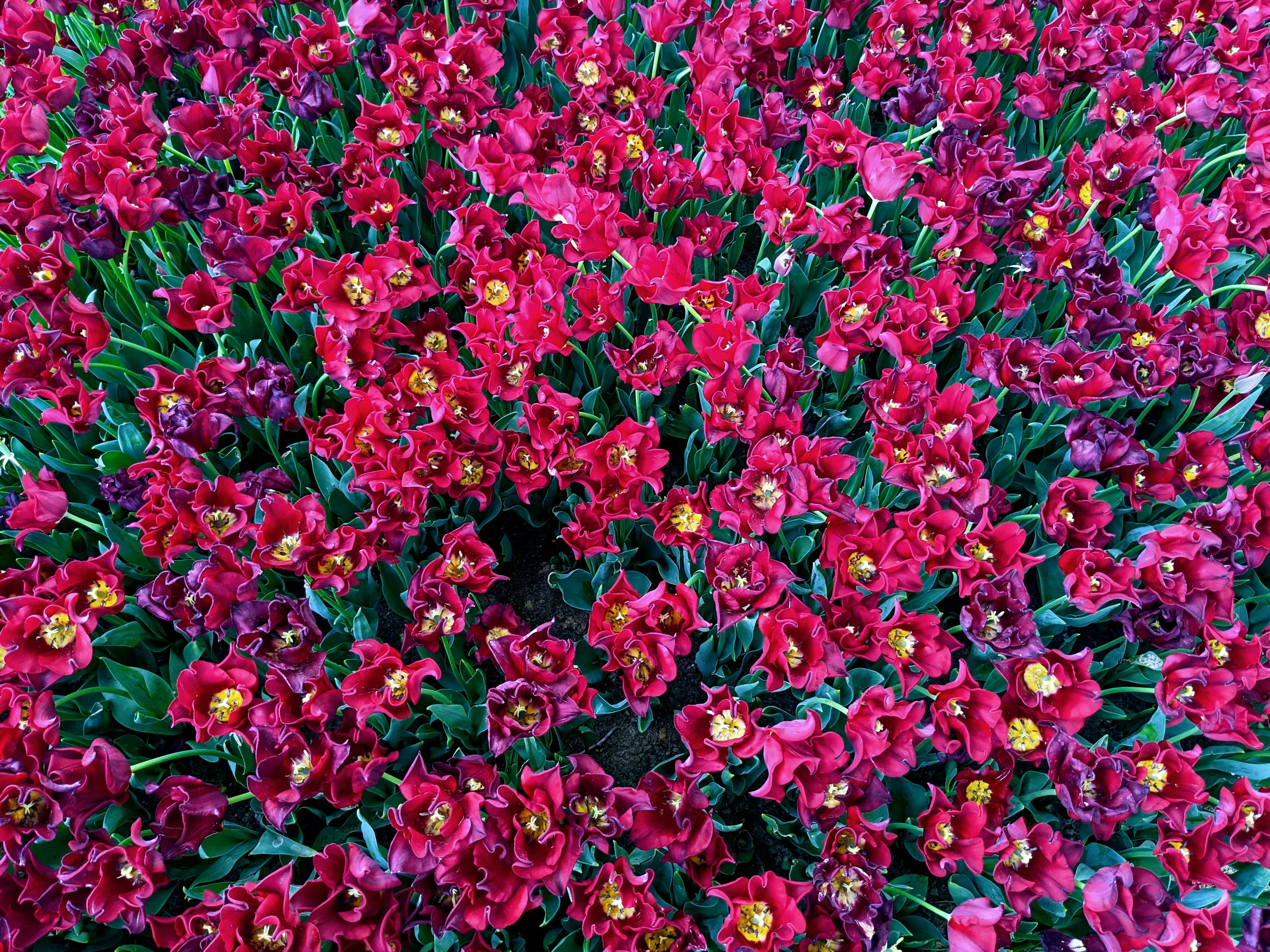 A close up of a red flower bed · Free Stock Photo