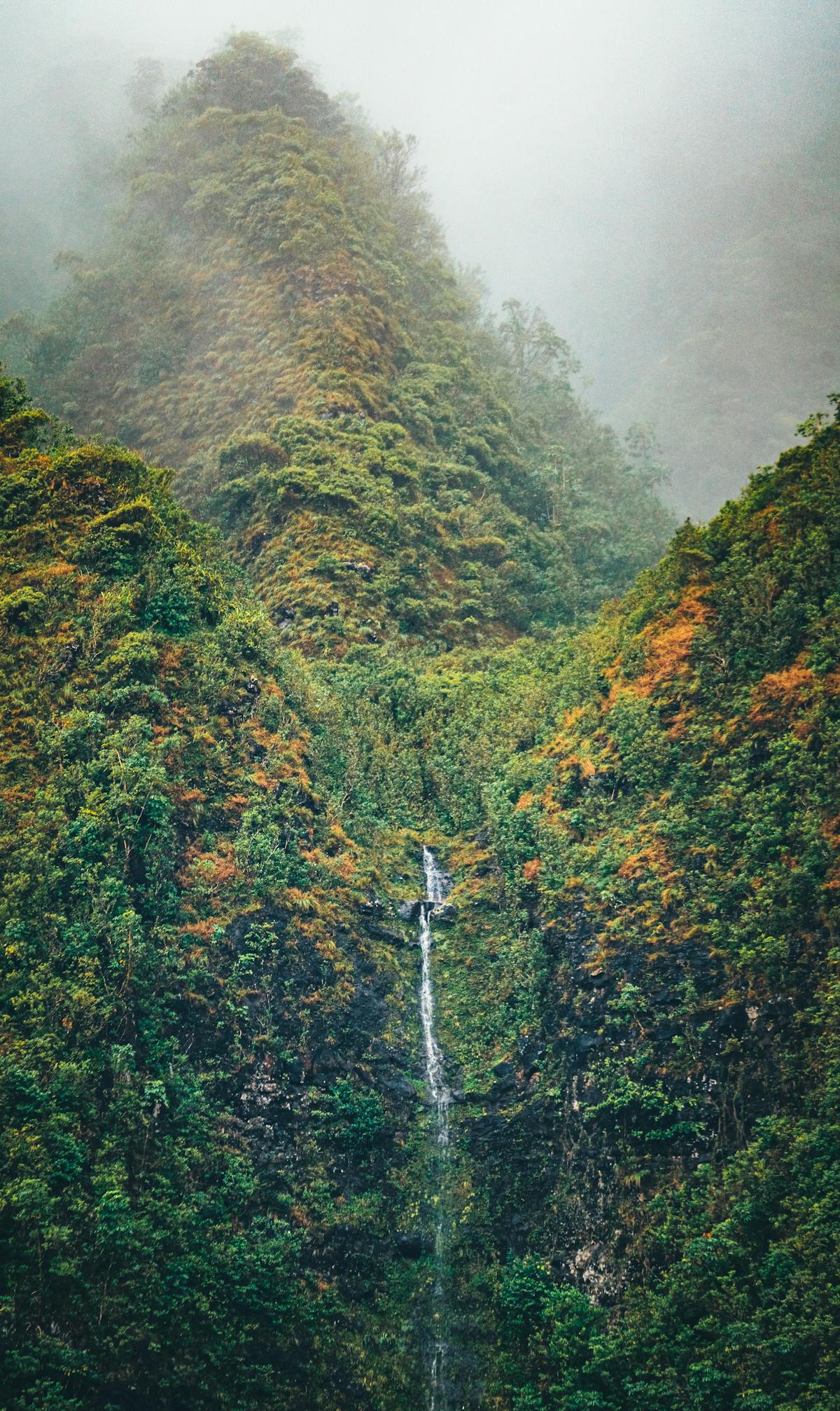 Hawaii Forest Photos, Download The BEST Free Hawaii Forest Stock Photos ...