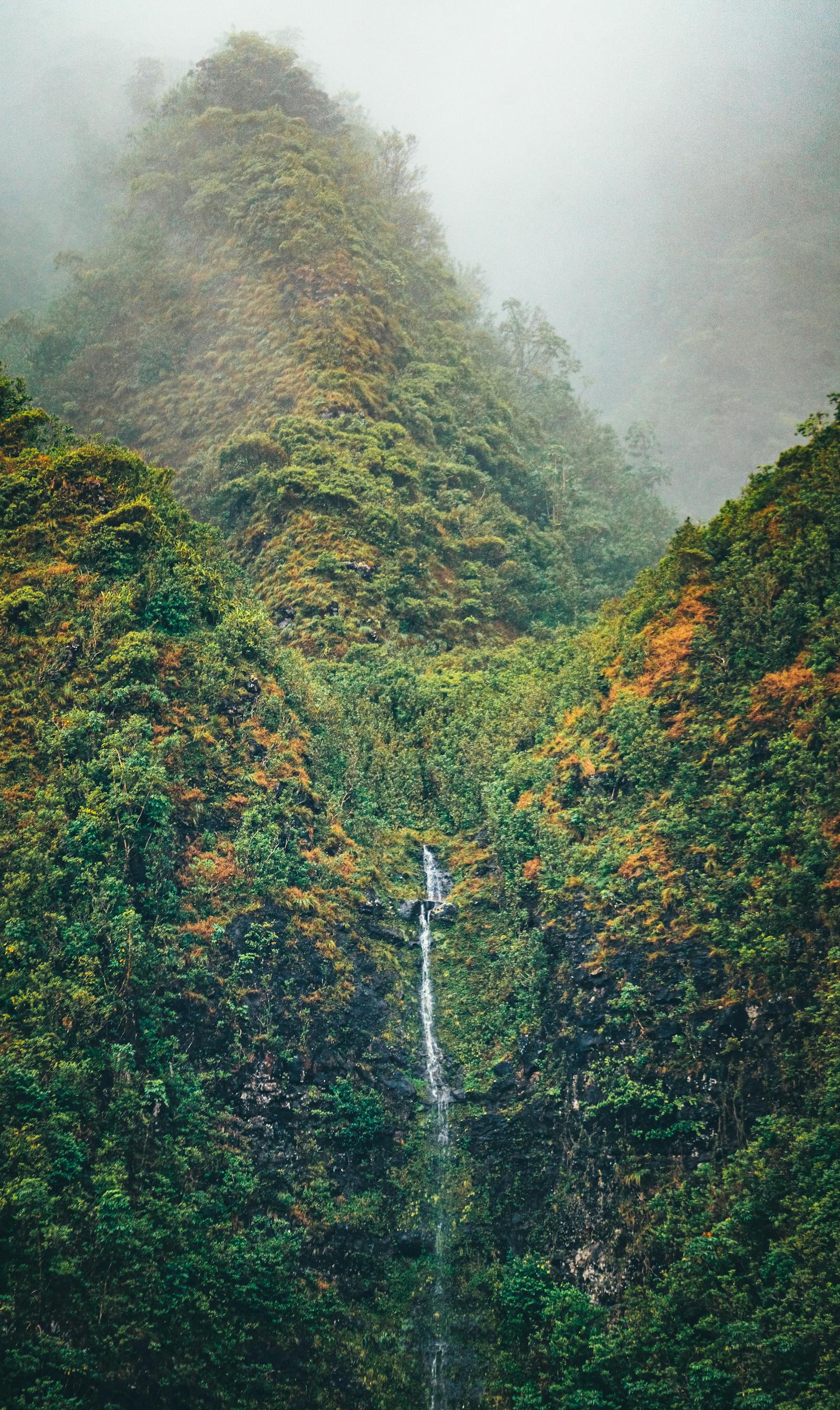 Hawaii Forest Photos, Download The BEST Free Hawaii Forest Stock Photos ...