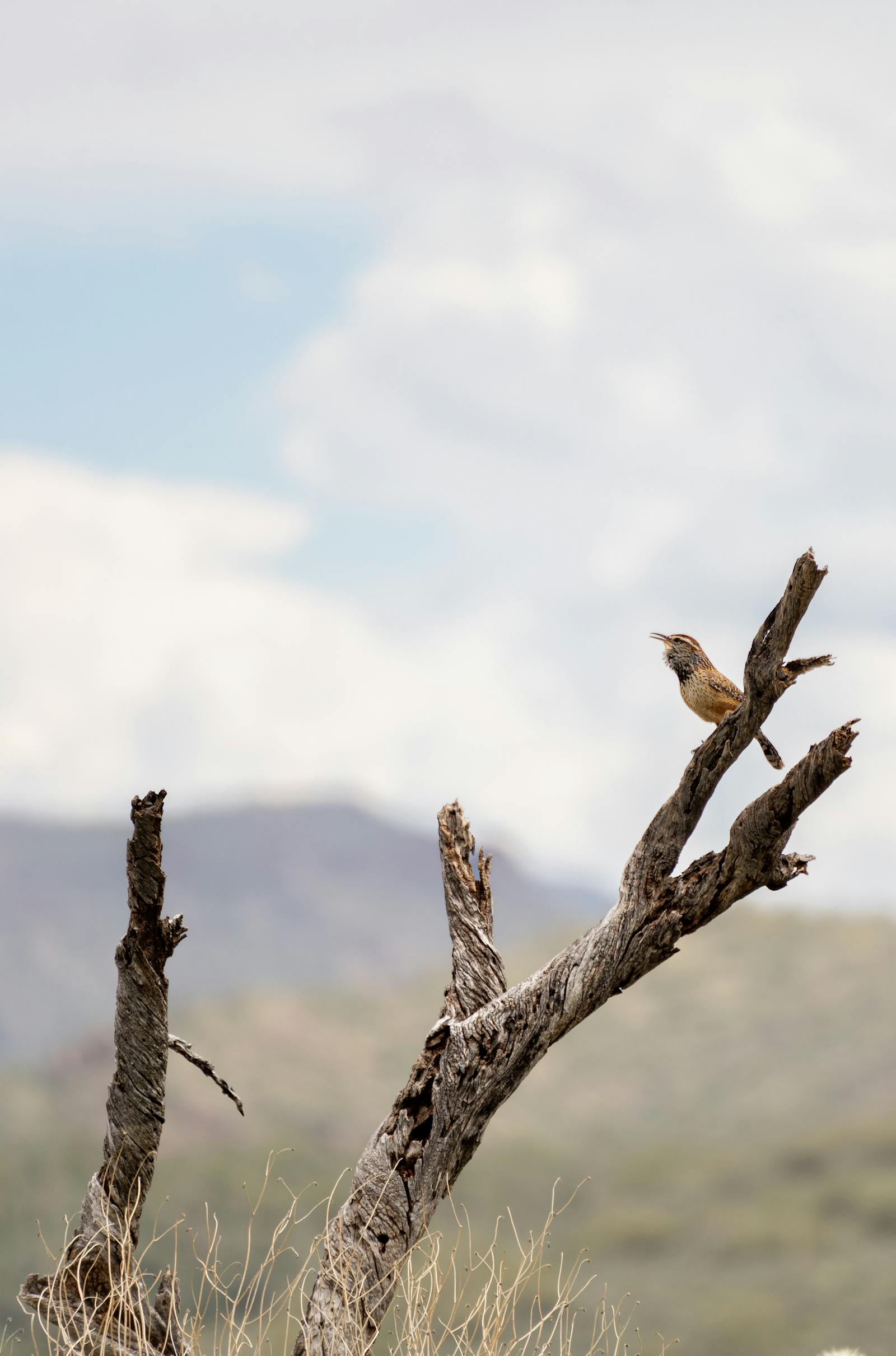 Perch 2020jackson Photos, Download The BEST Free Perch 2020jackson ...