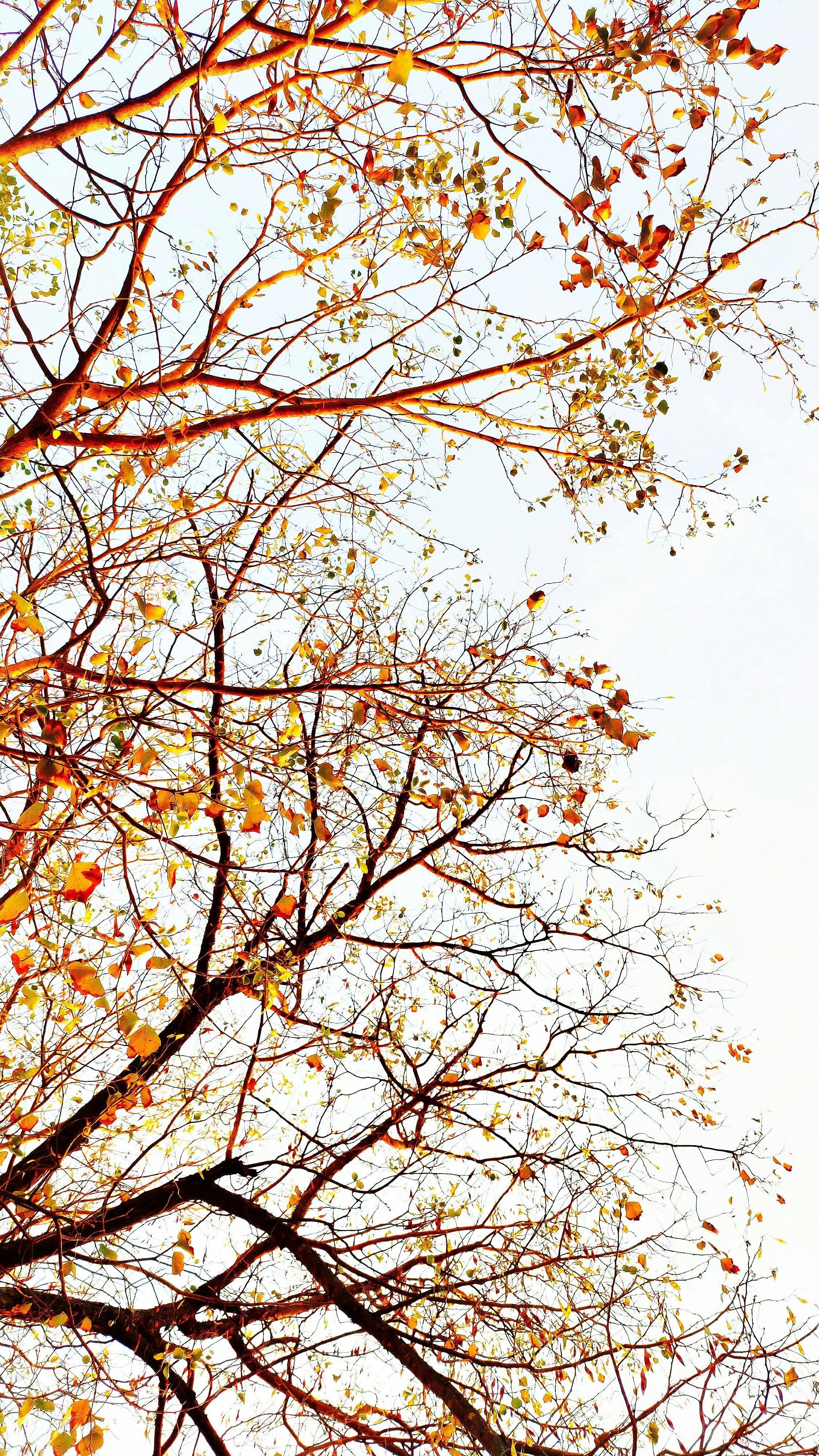 Free stock photo of branch, dry tree, leves