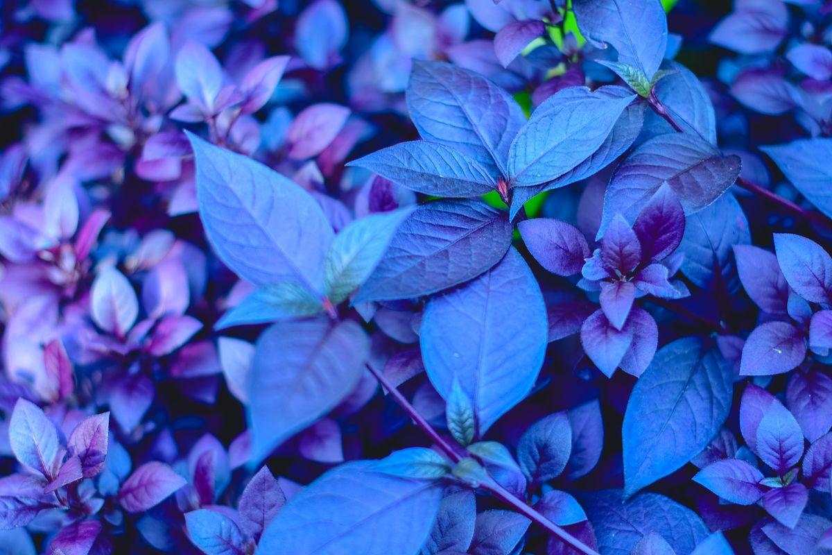 Plant Wallpaper Photos, Download The BEST Free Plant Wallpaper Stock ...