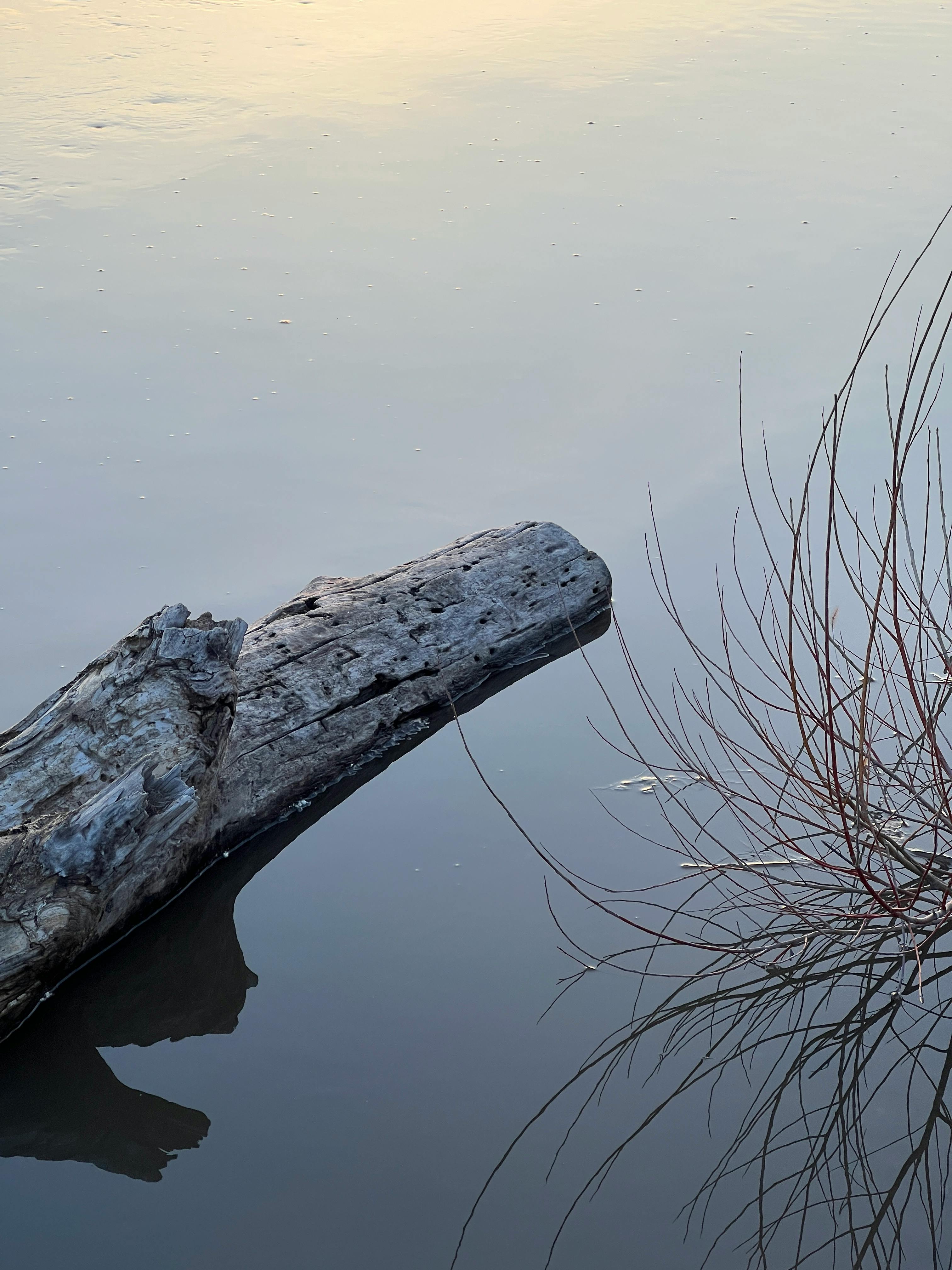 A log floating in the water with a tree branch · Free Stock Photo