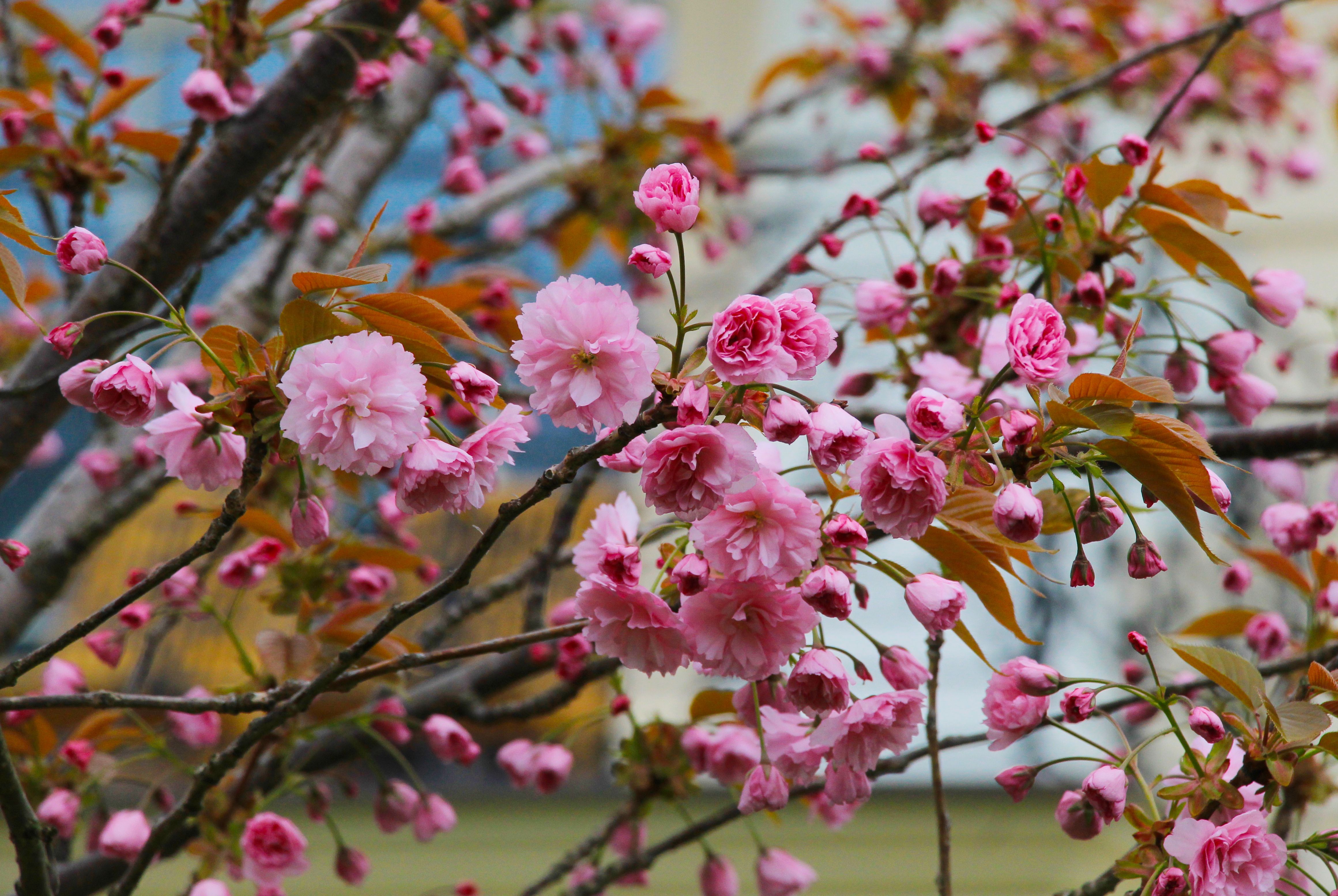 Close-up of Cherry Blossom Branches · Free Stock Photo