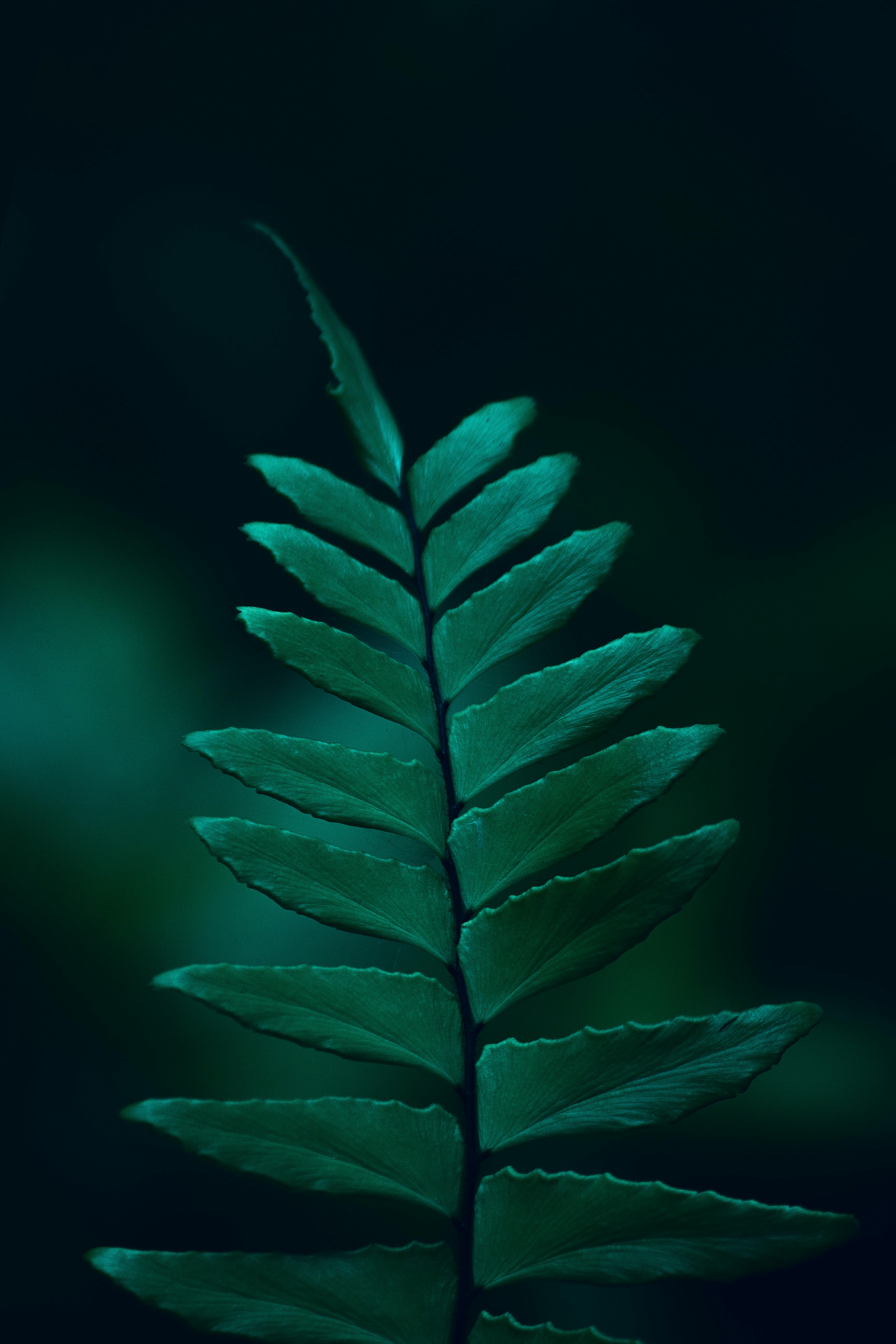 Tree leef · Free Stock Photo