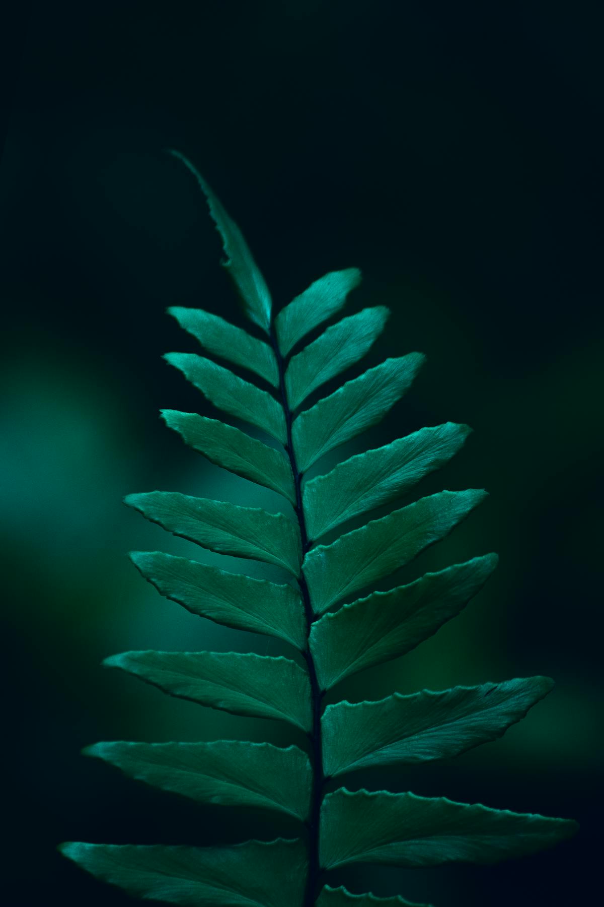 Leef Photos, Download The BEST Free Leef Stock Photos & HD Images