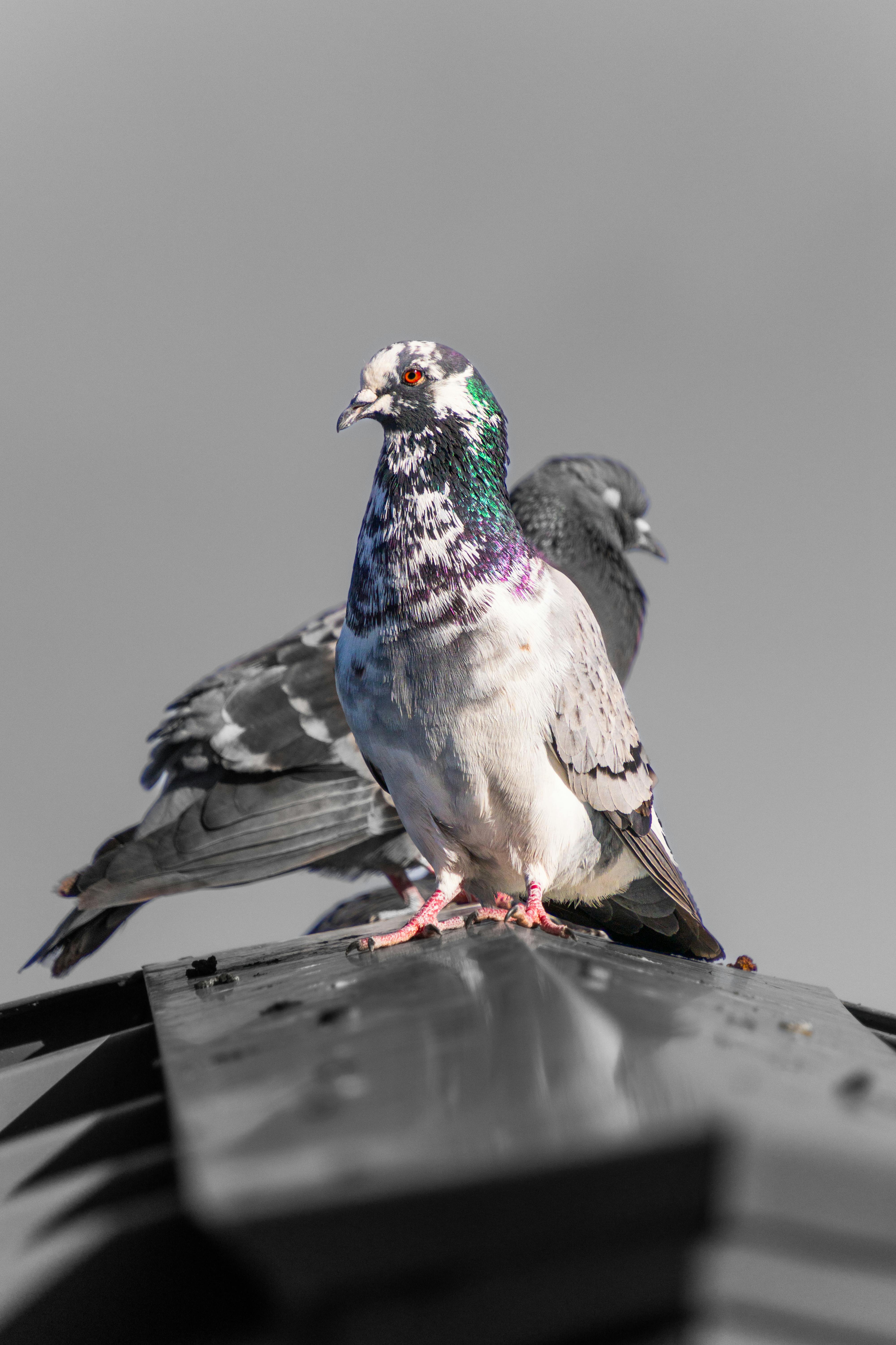 Colorful Pigeon · Free Stock Photo