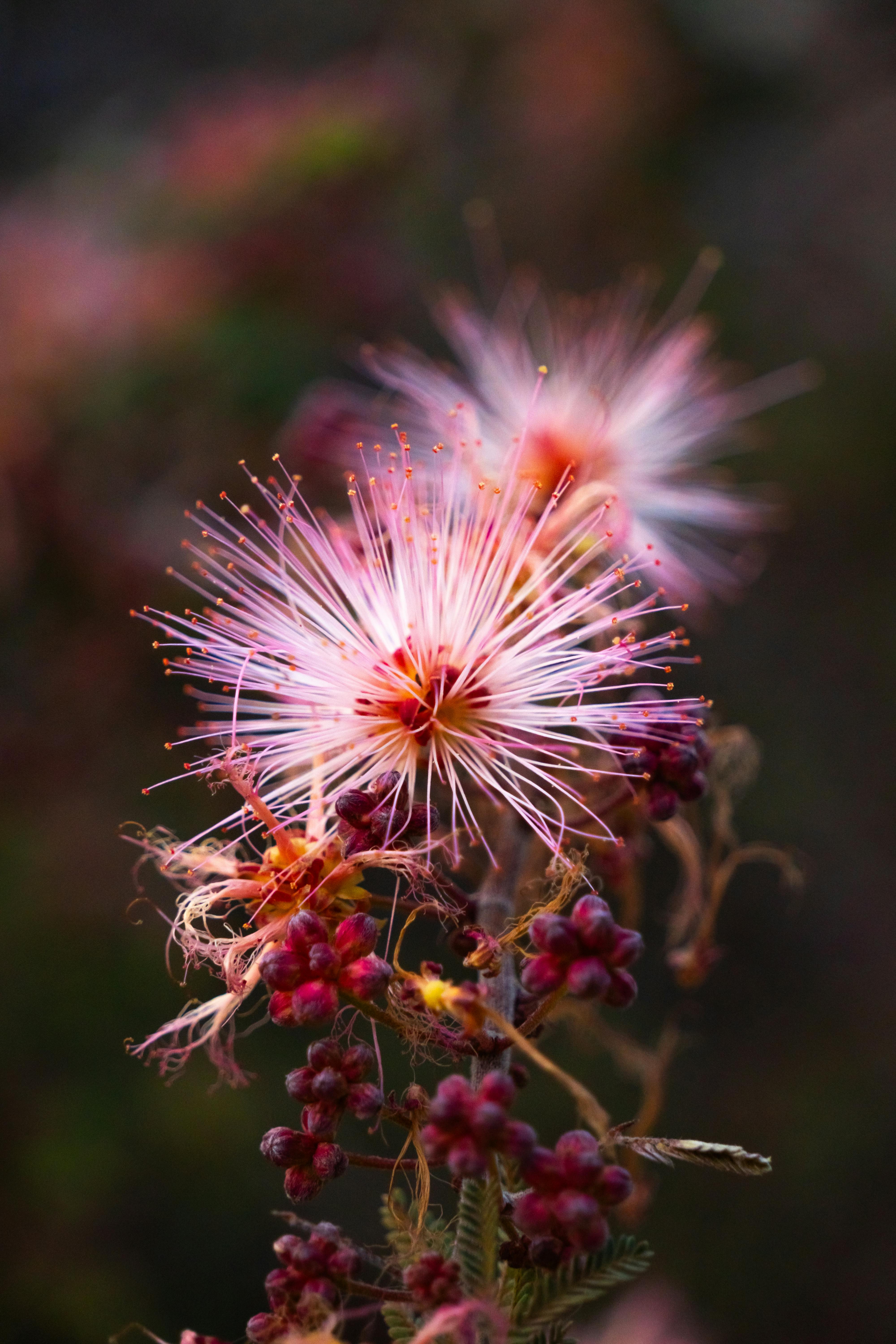 Close-up of Fairy Duster Flowers · Free Stock Photo