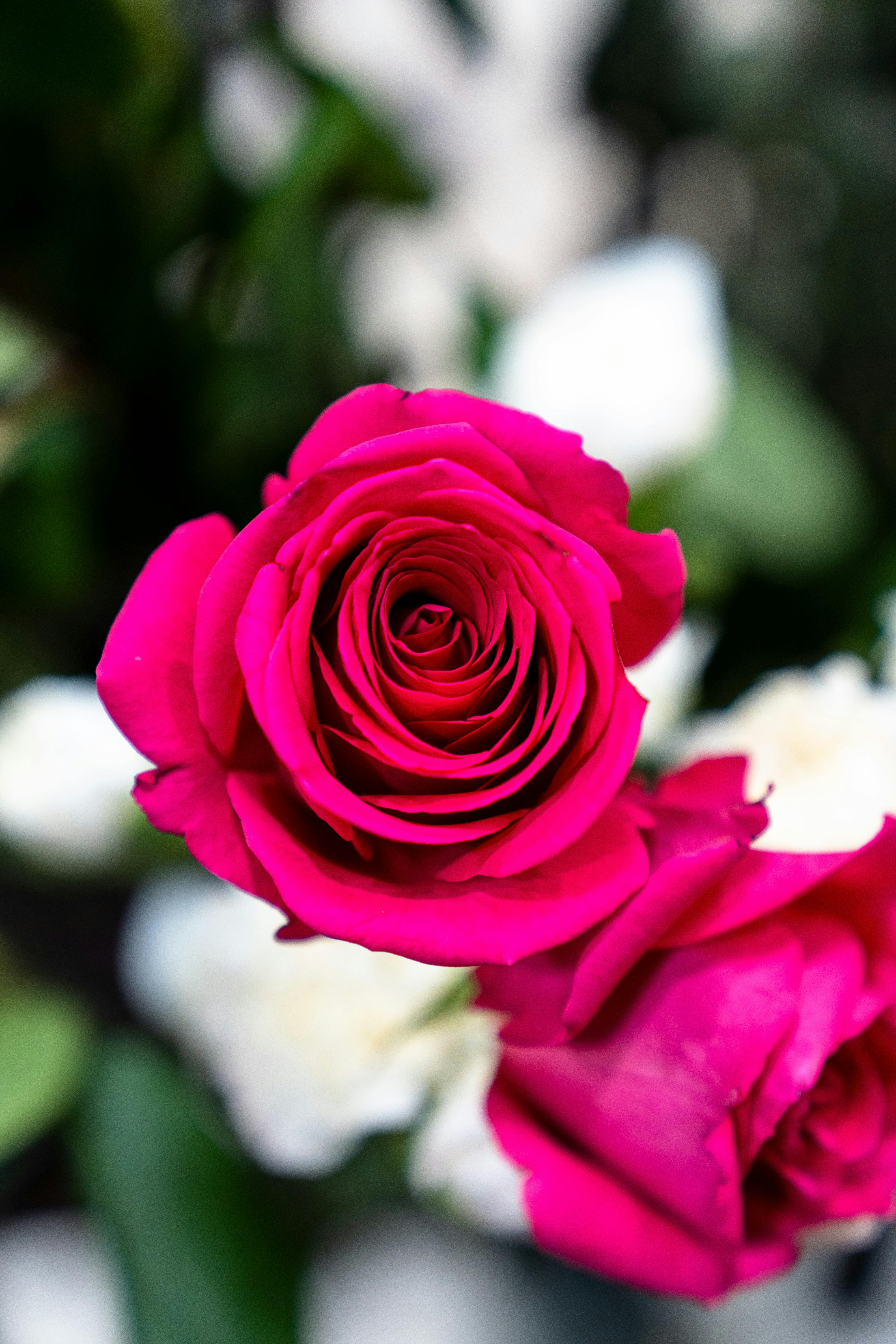 Close-up of Bright Pink Roses · Free Stock Photo