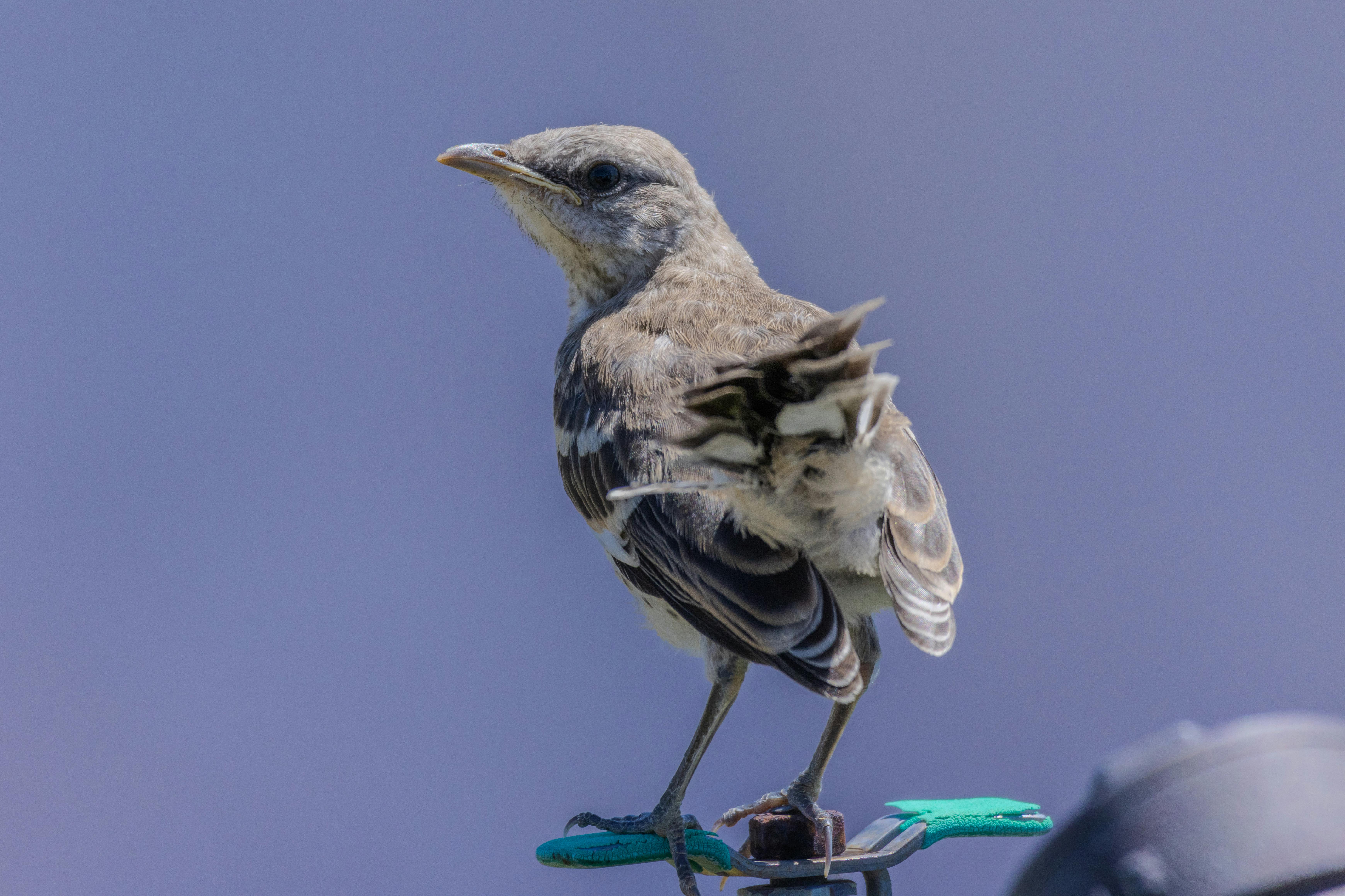 Close up of a Northern Mockingbird · Free Stock Photo