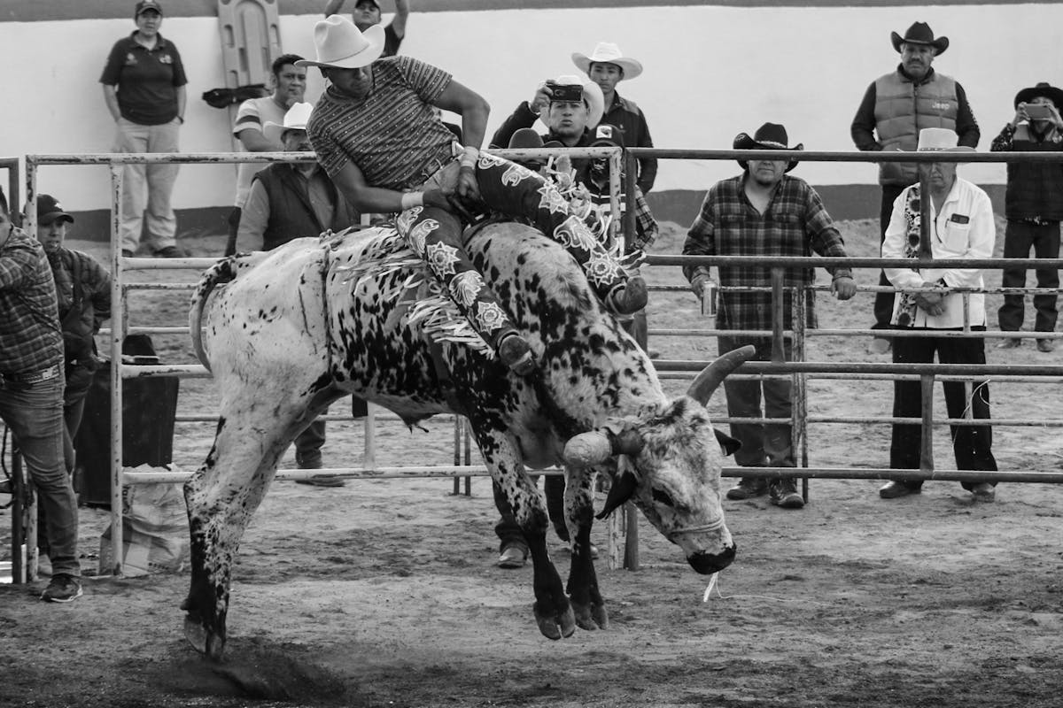 Bull Riding Photos, Download The BEST Free Bull Riding Stock Photos ...