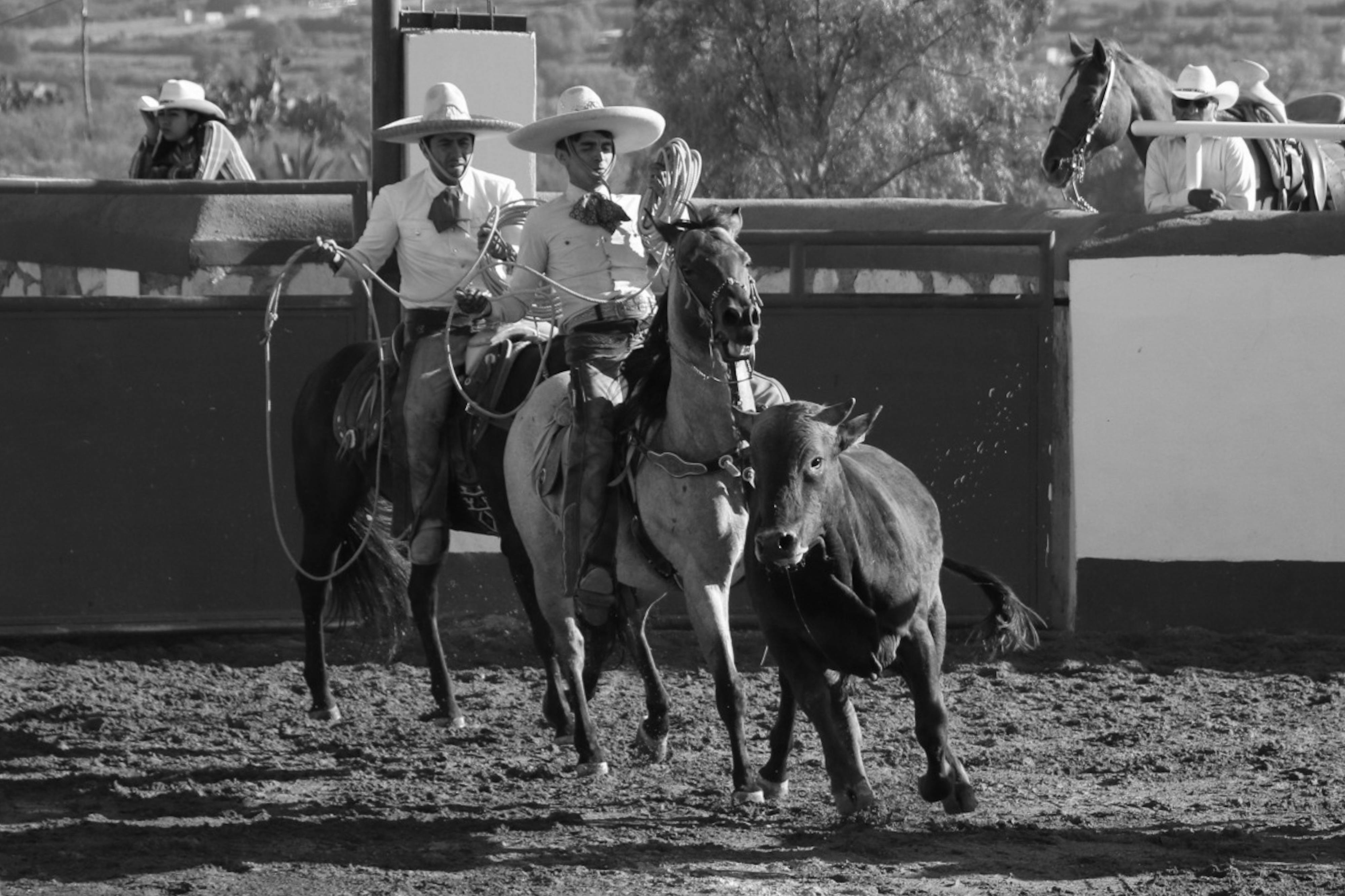 Vintage Rodeo Photos, Download The BEST Free Vintage Rodeo Stock Photos ...
