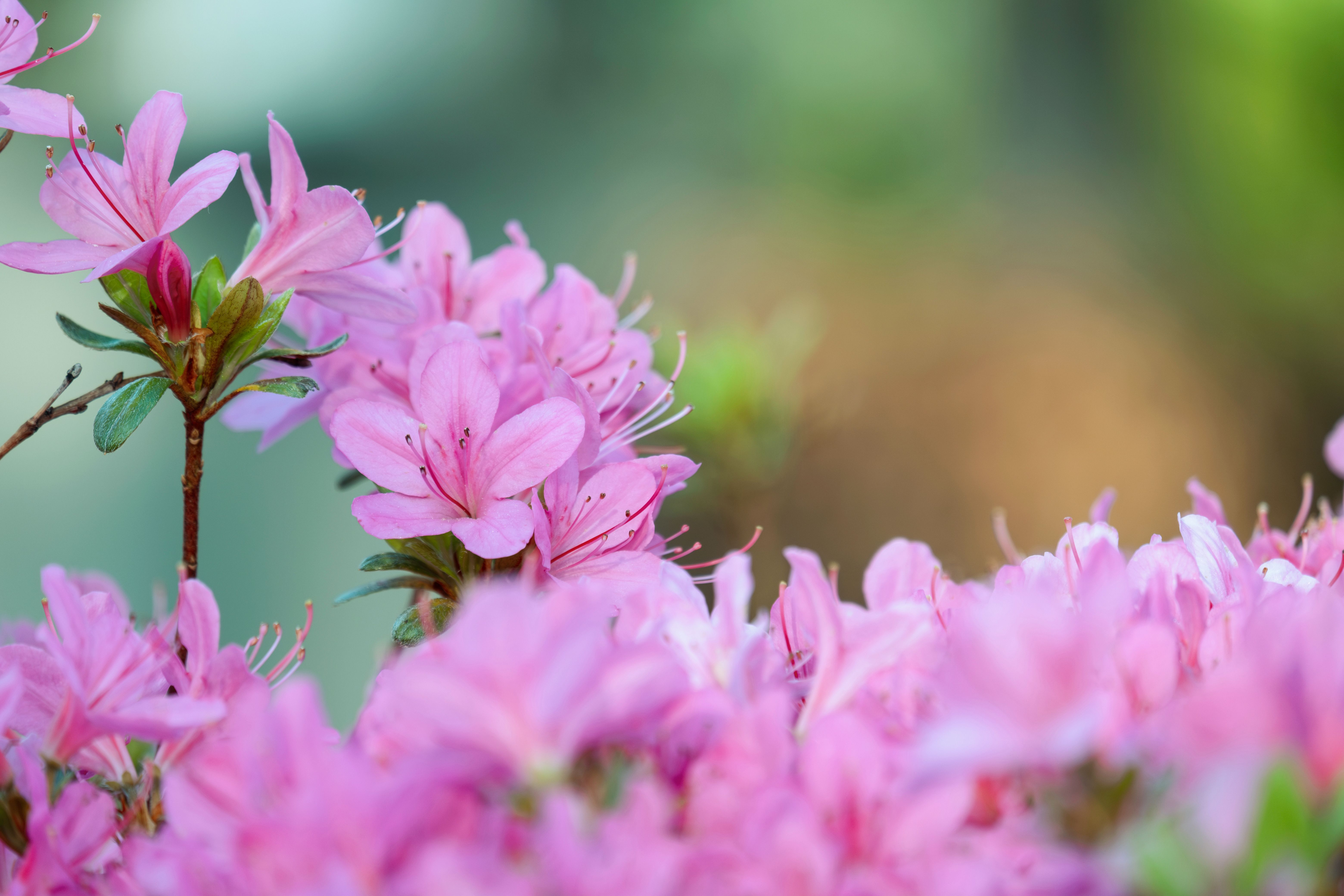 Pink Azalea Flowers · Free Stock Photo