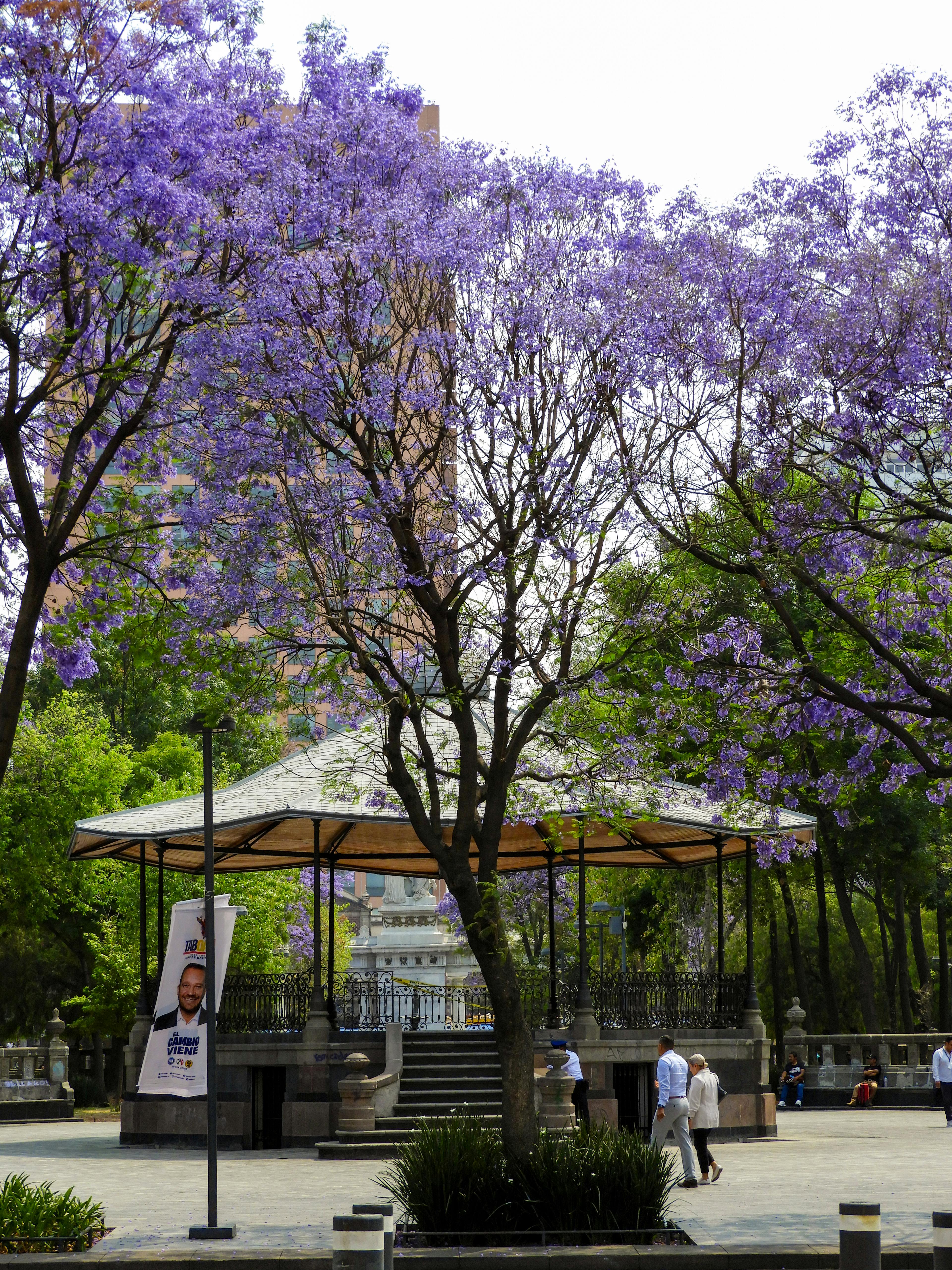 Purple Flowers Blooming on Jacaranda Mimosifolia Tree · Free Stock Photo