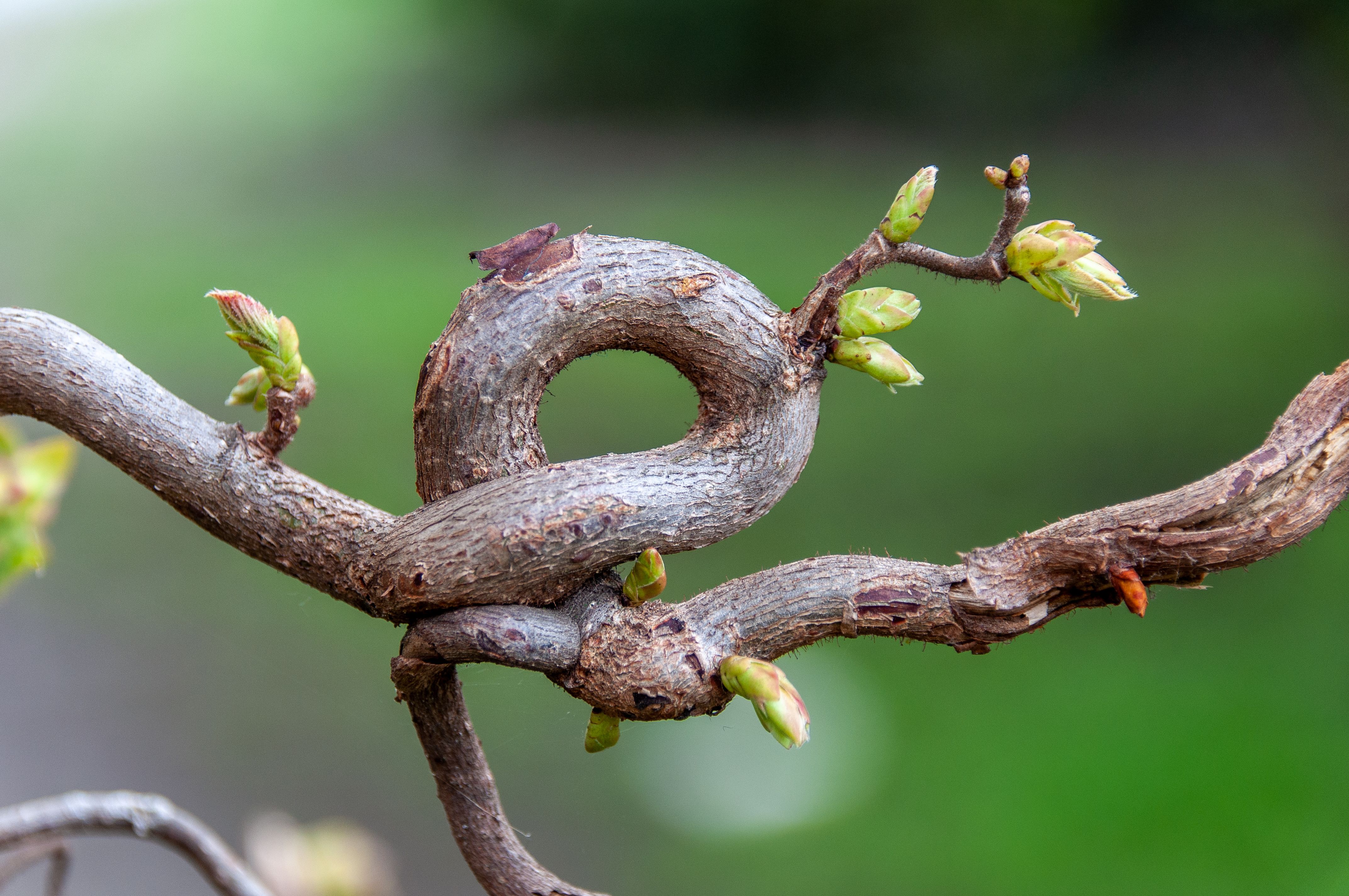 A small branch with a small ring on it · Free Stock Photo