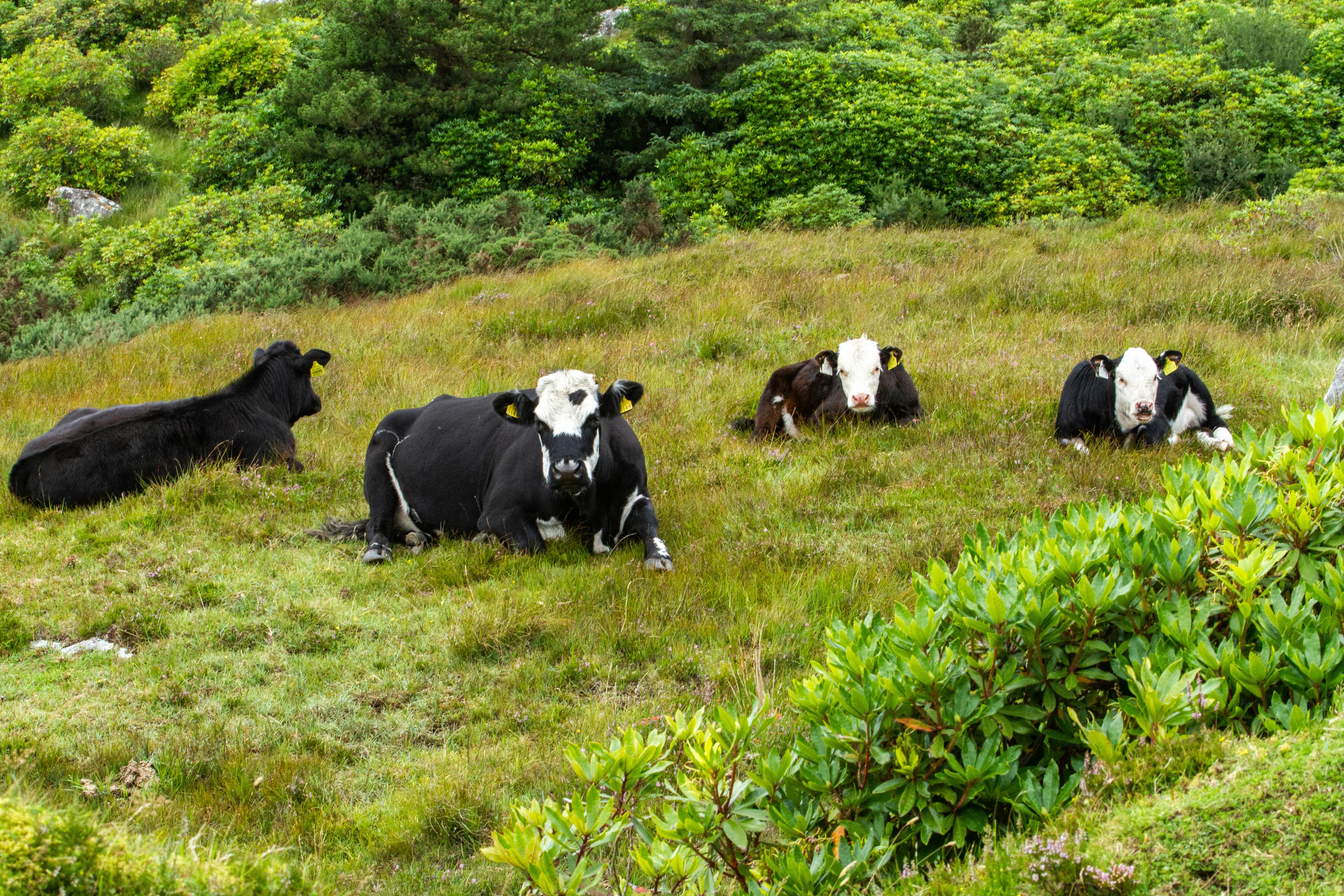 Cows Grazing on Field Against Sky · Free Stock Photo