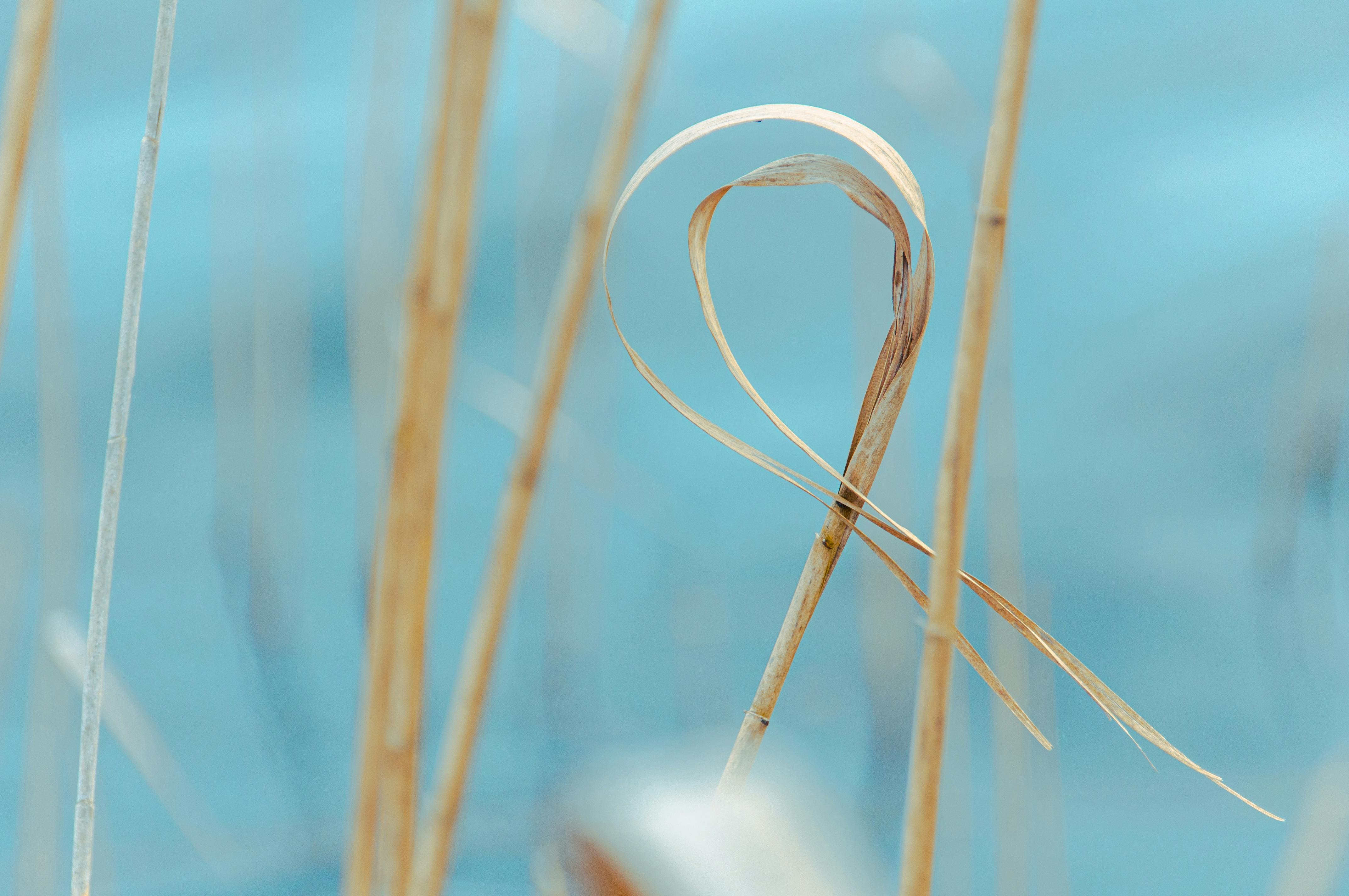 Vetiver Grass Photos, Download The BEST Free Vetiver Grass Stock Photos ...