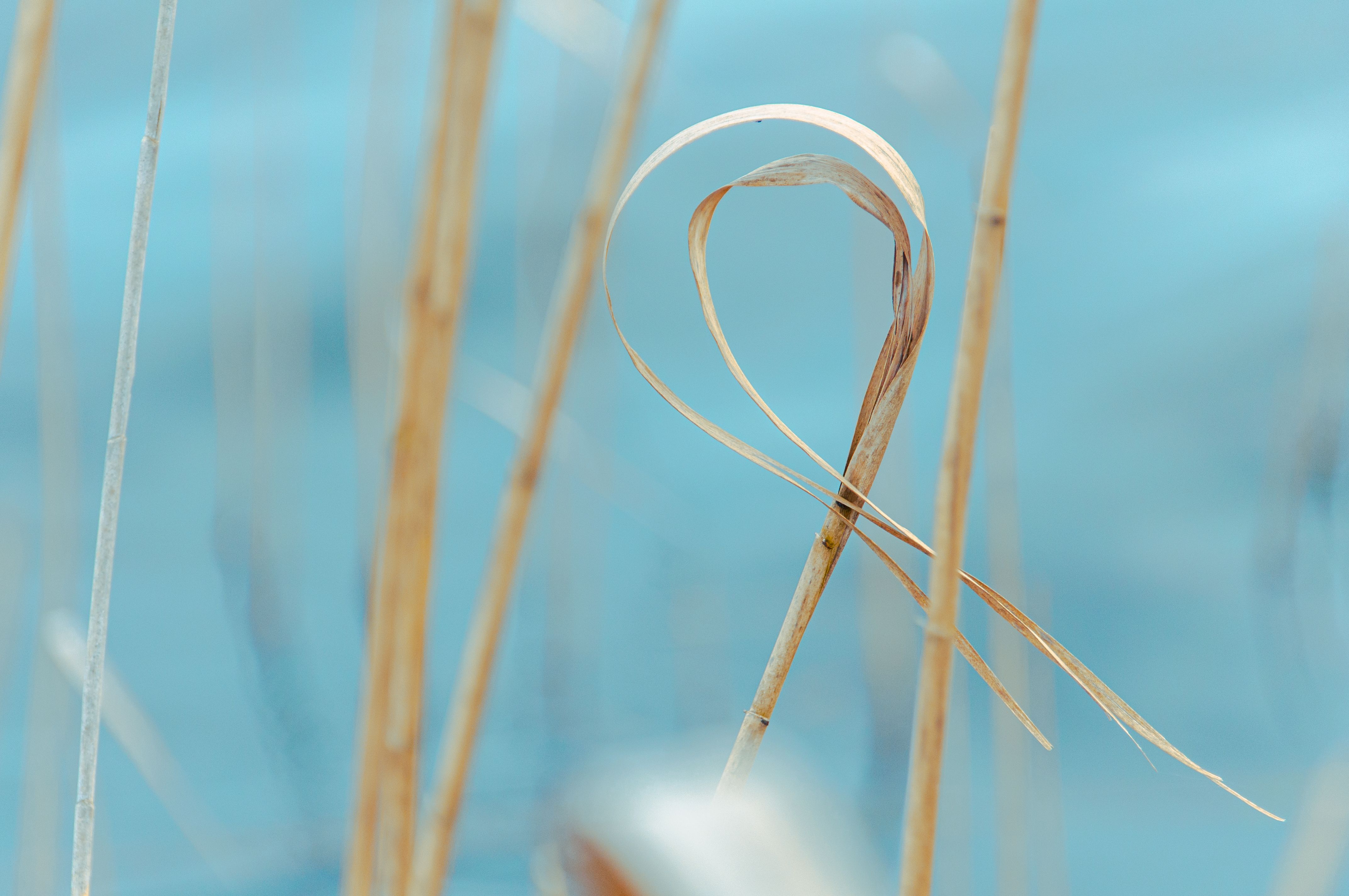 Rolled Dry Straw of Grass · Free Stock Photo