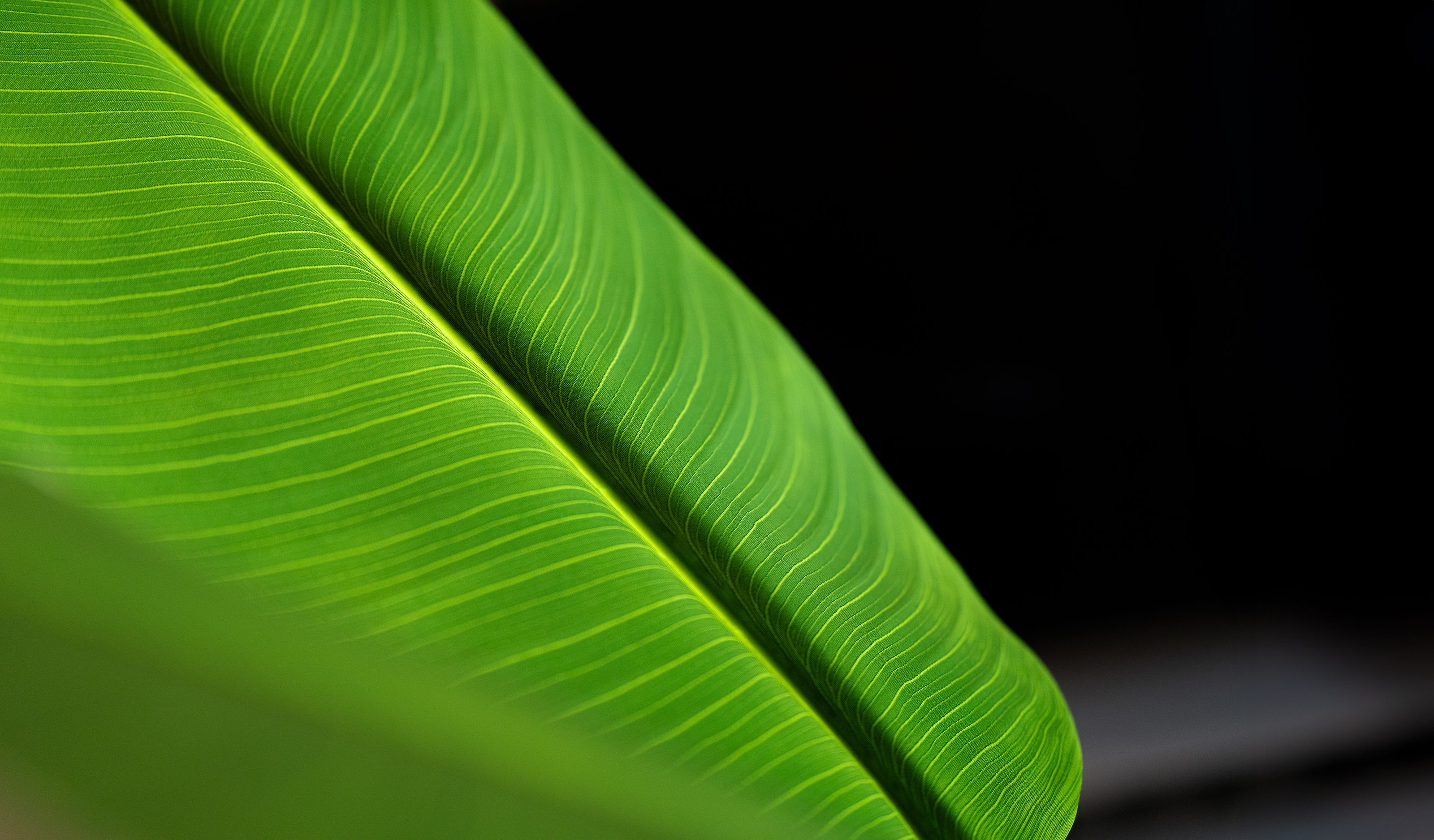 Close Up of a Green Leaf · Free Stock Photo