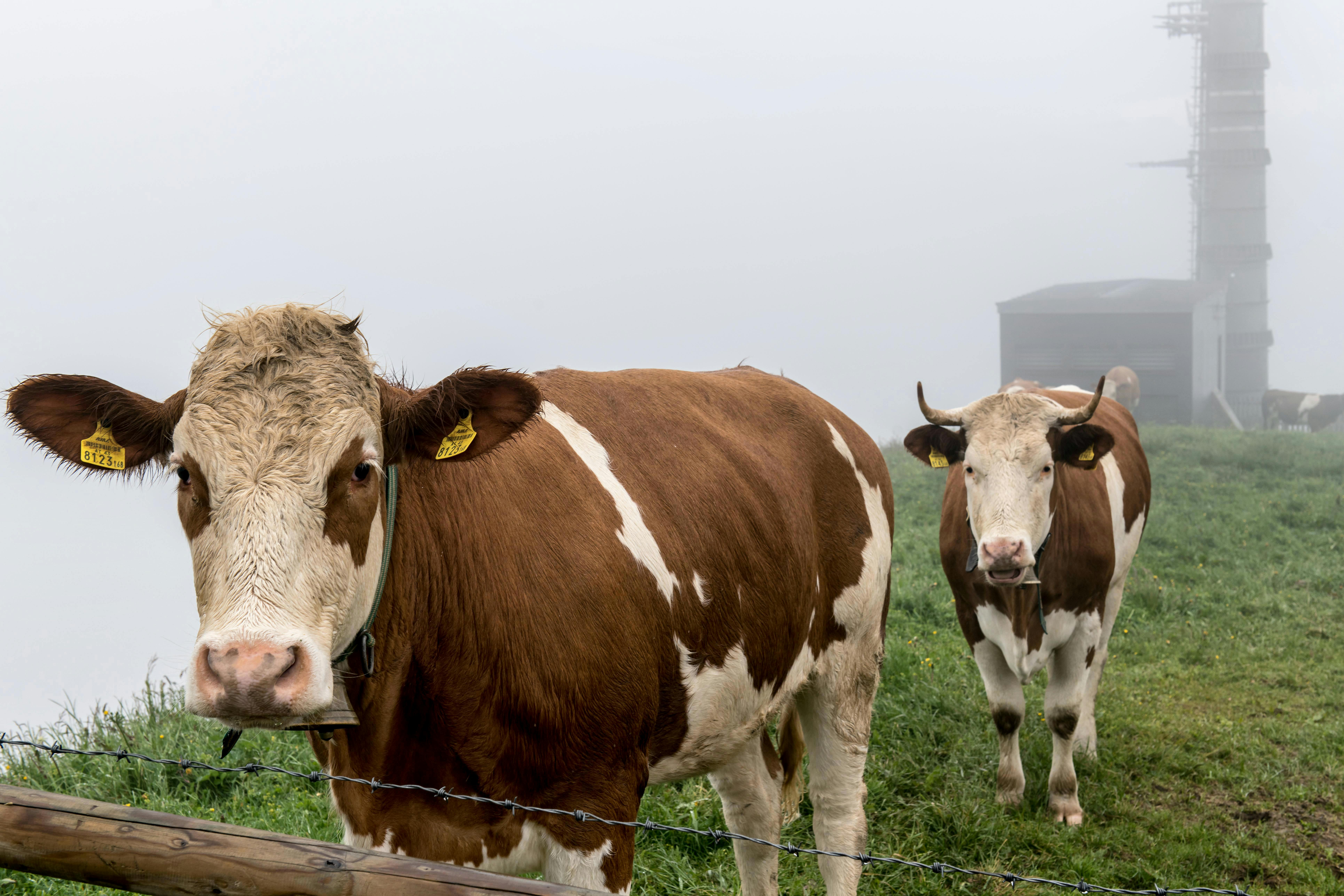 Cows on a Farm · Free Stock Photo