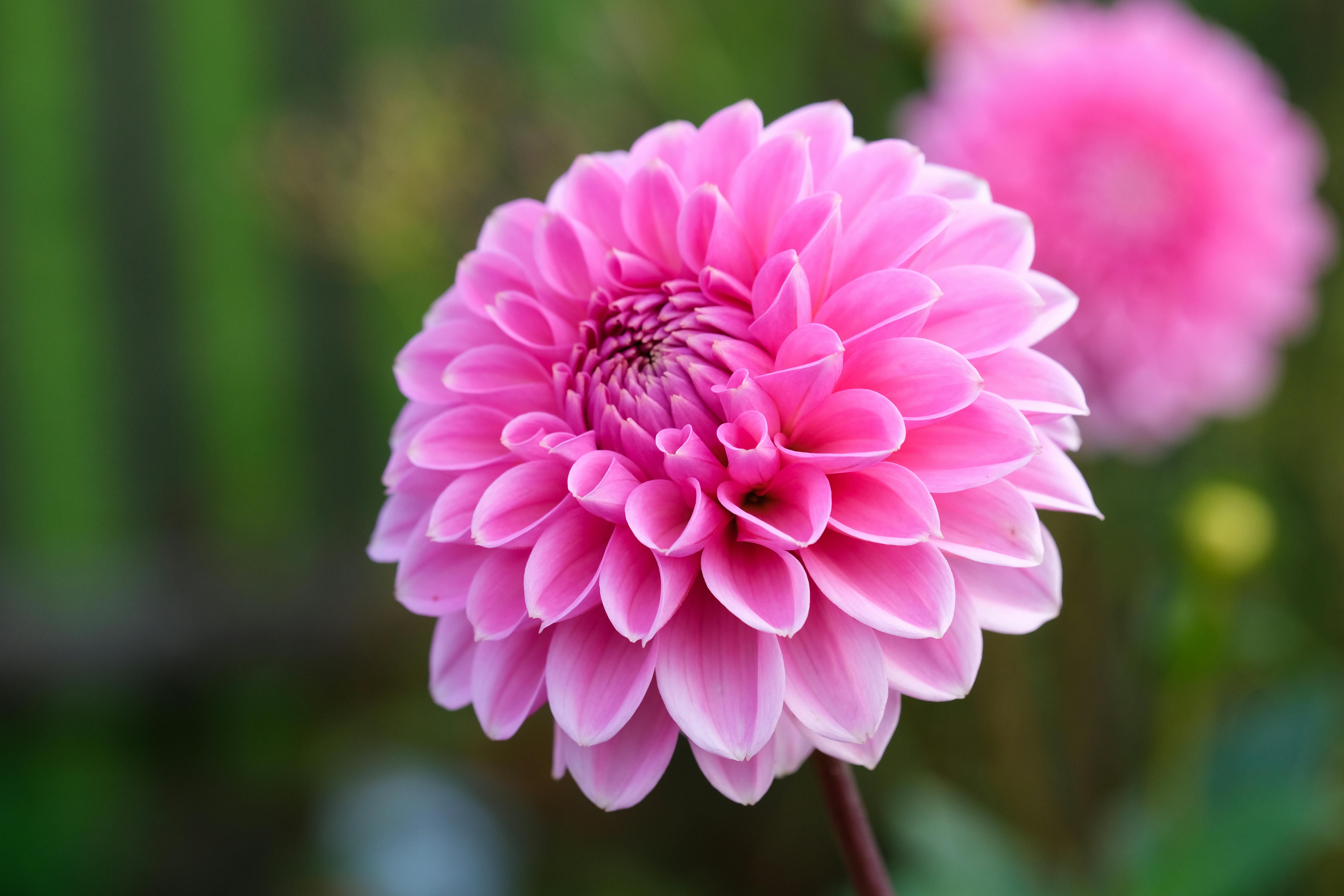 Pink Flowers · Free Stock Photo