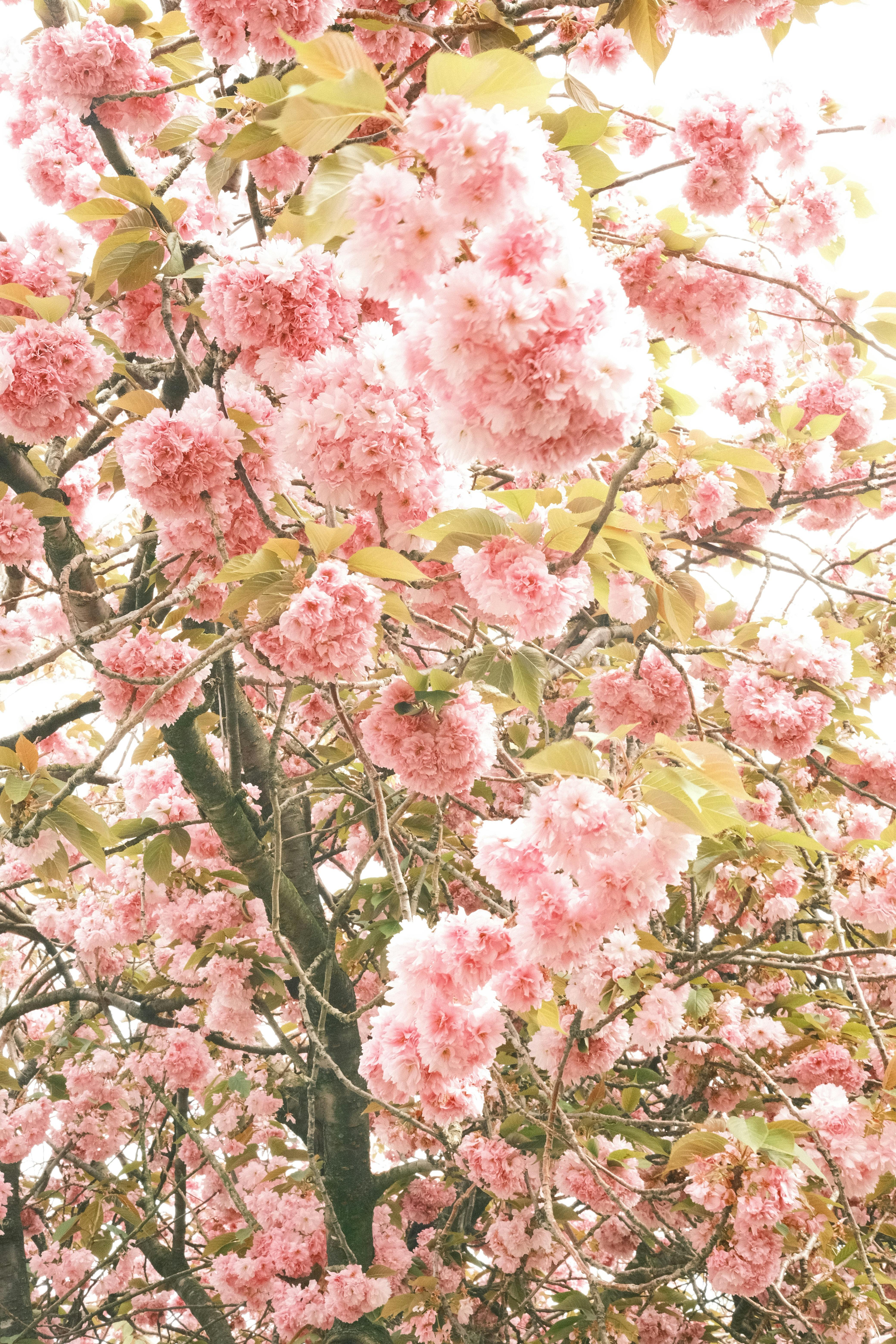 Pink Flowers on Tree · Free Stock Photo