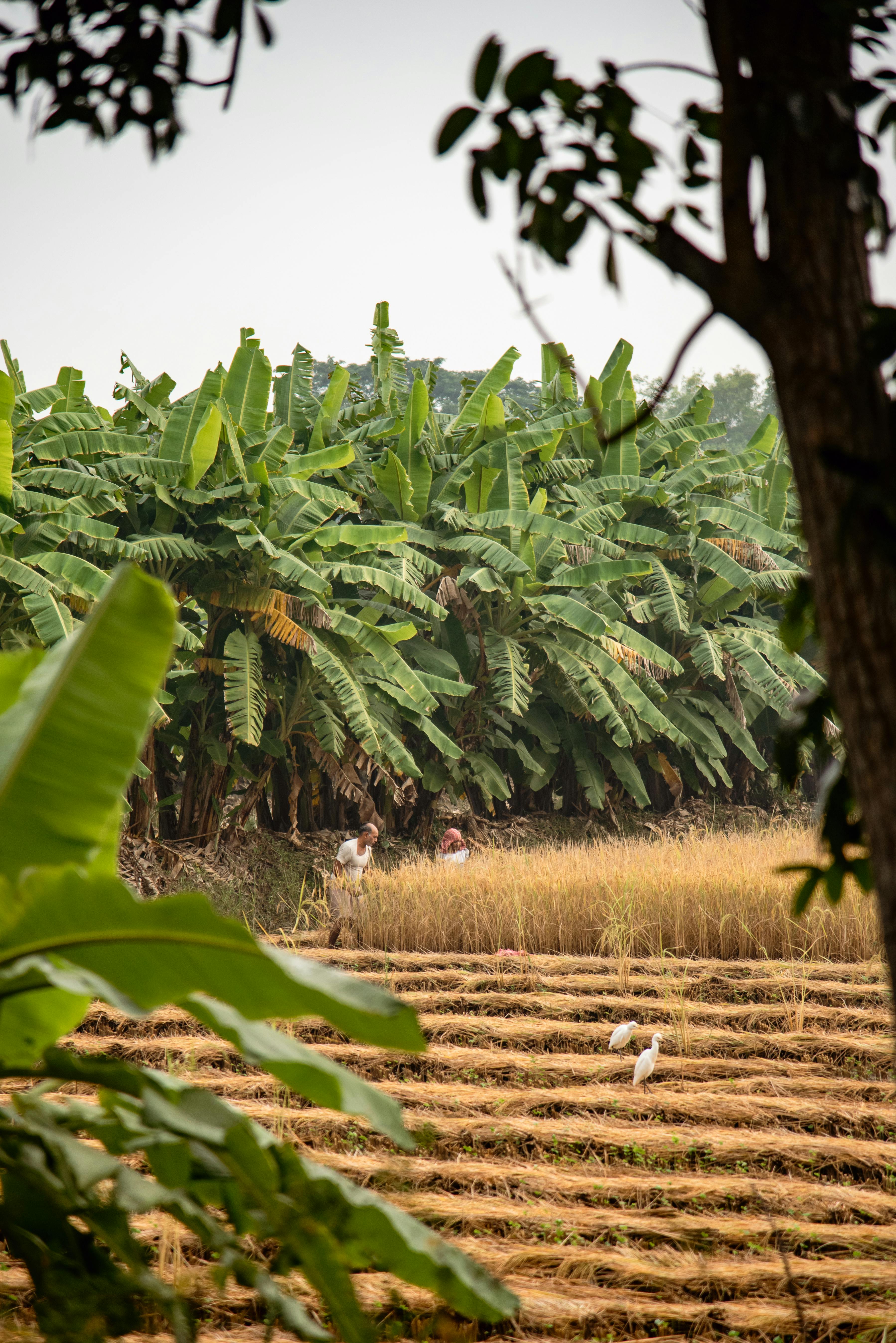 Thumbnail Palm Trees Photos, Download The BEST Free Thumbnail Palm ...