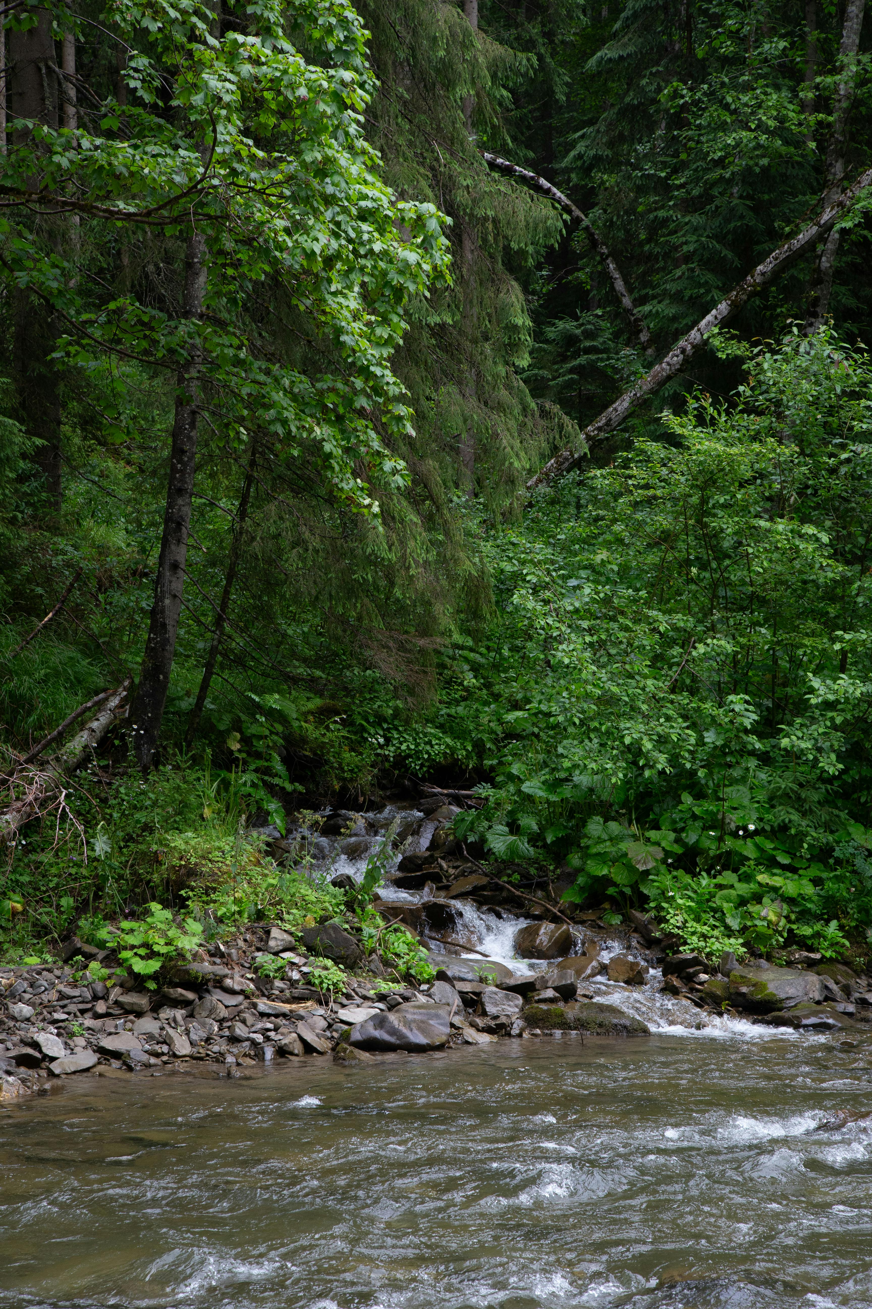 River in Forest · Free Stock Photo