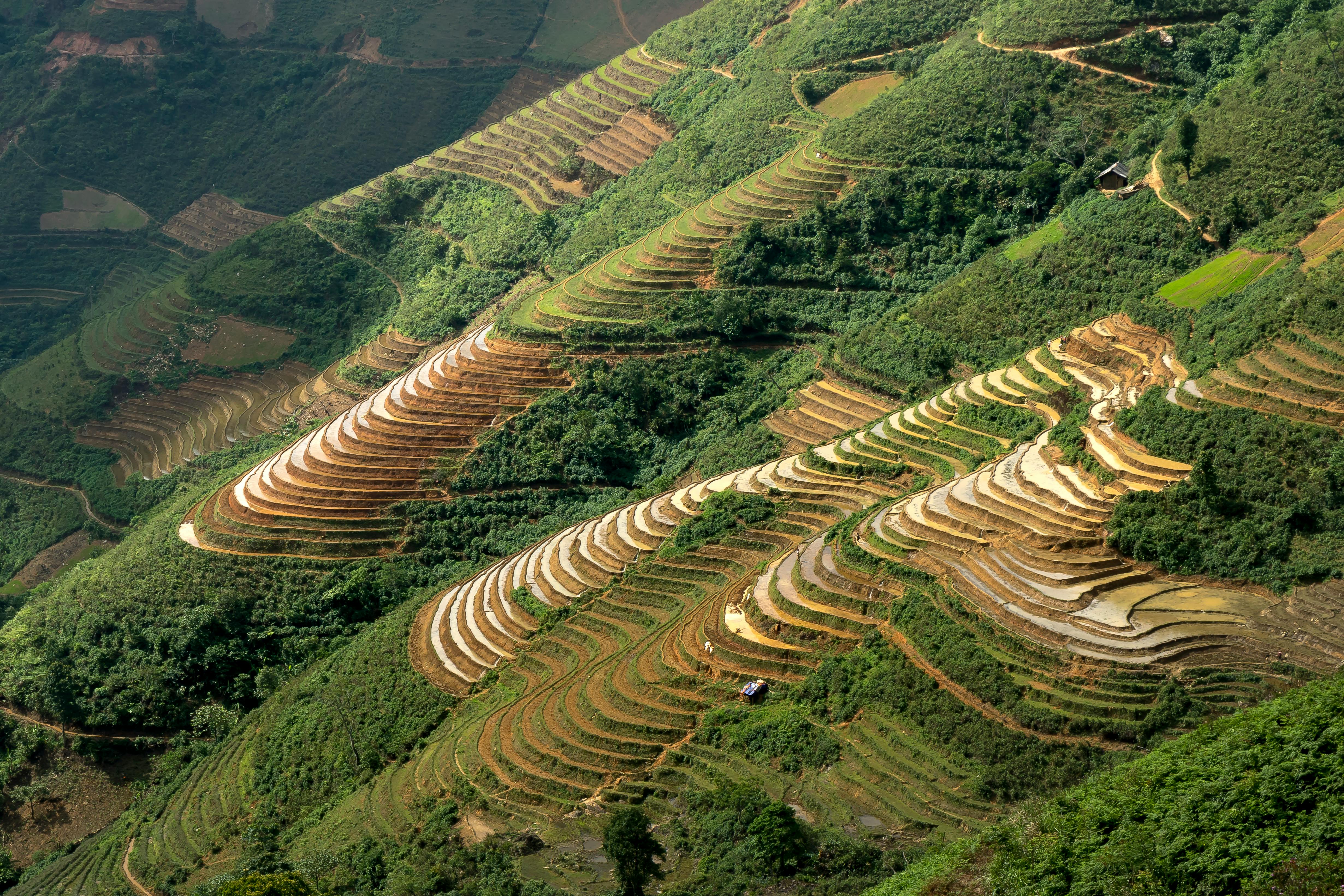 Rice Terraces · Free Stock Photo