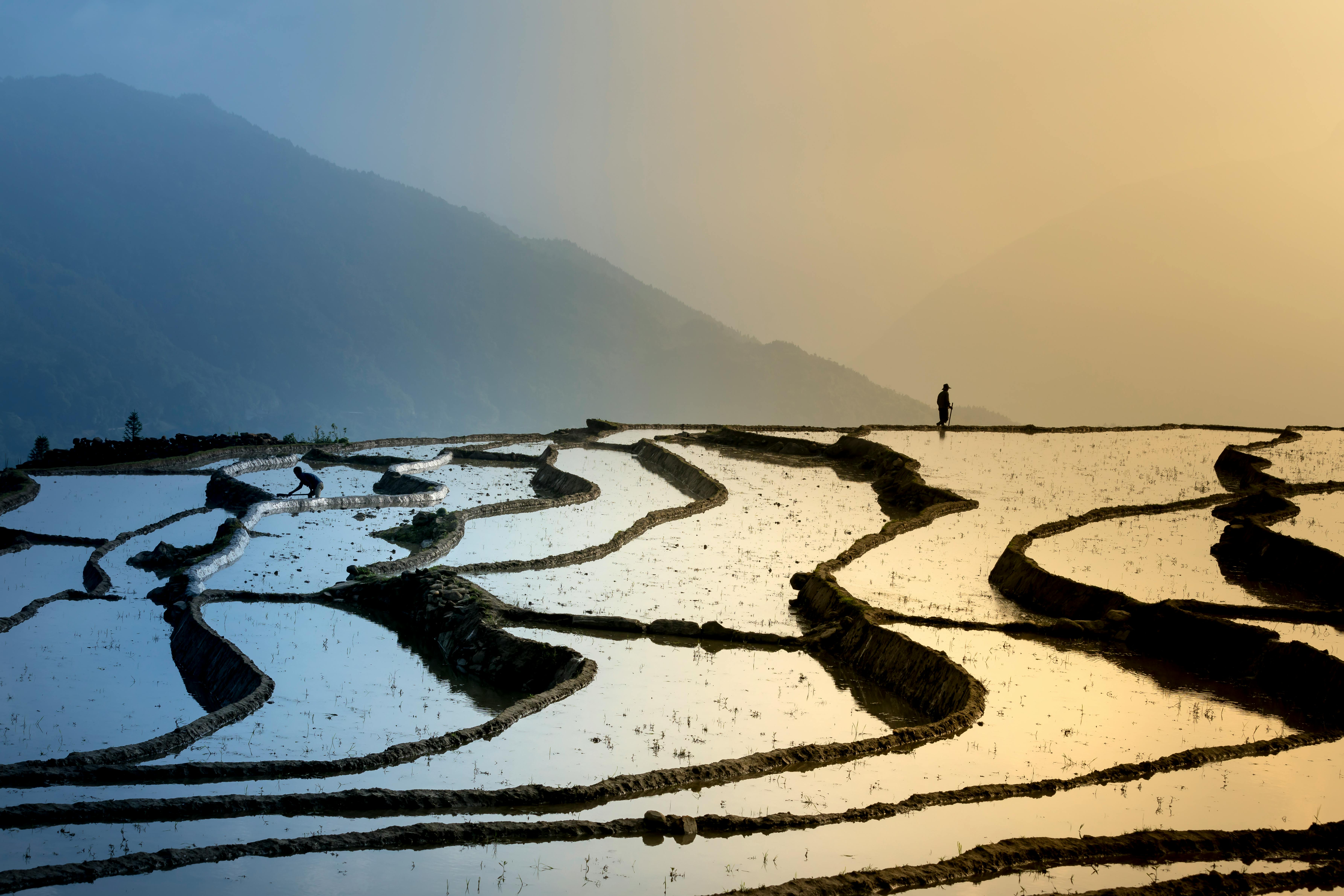 Man Standing On Crops · Free Stock Photo