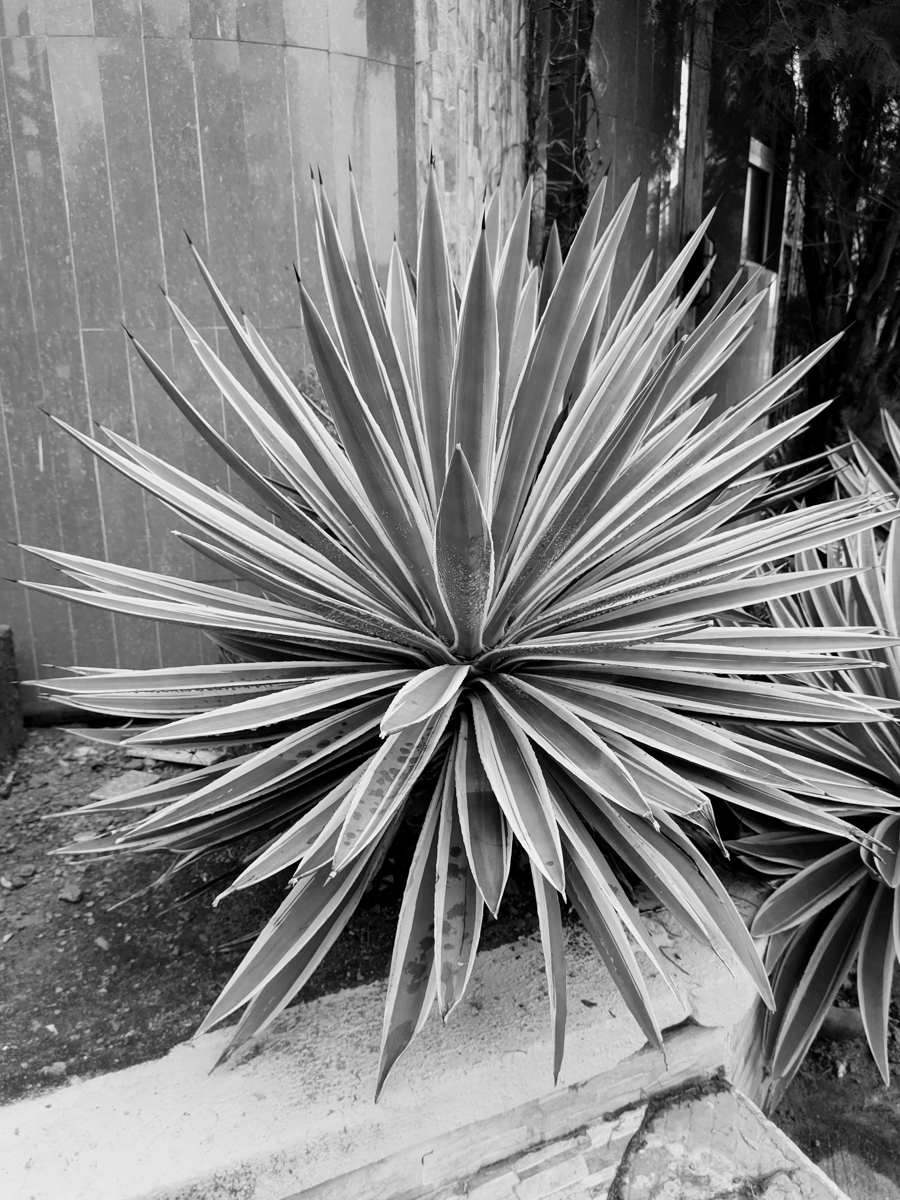 Agave Plant in Black and White · Free Stock Photo