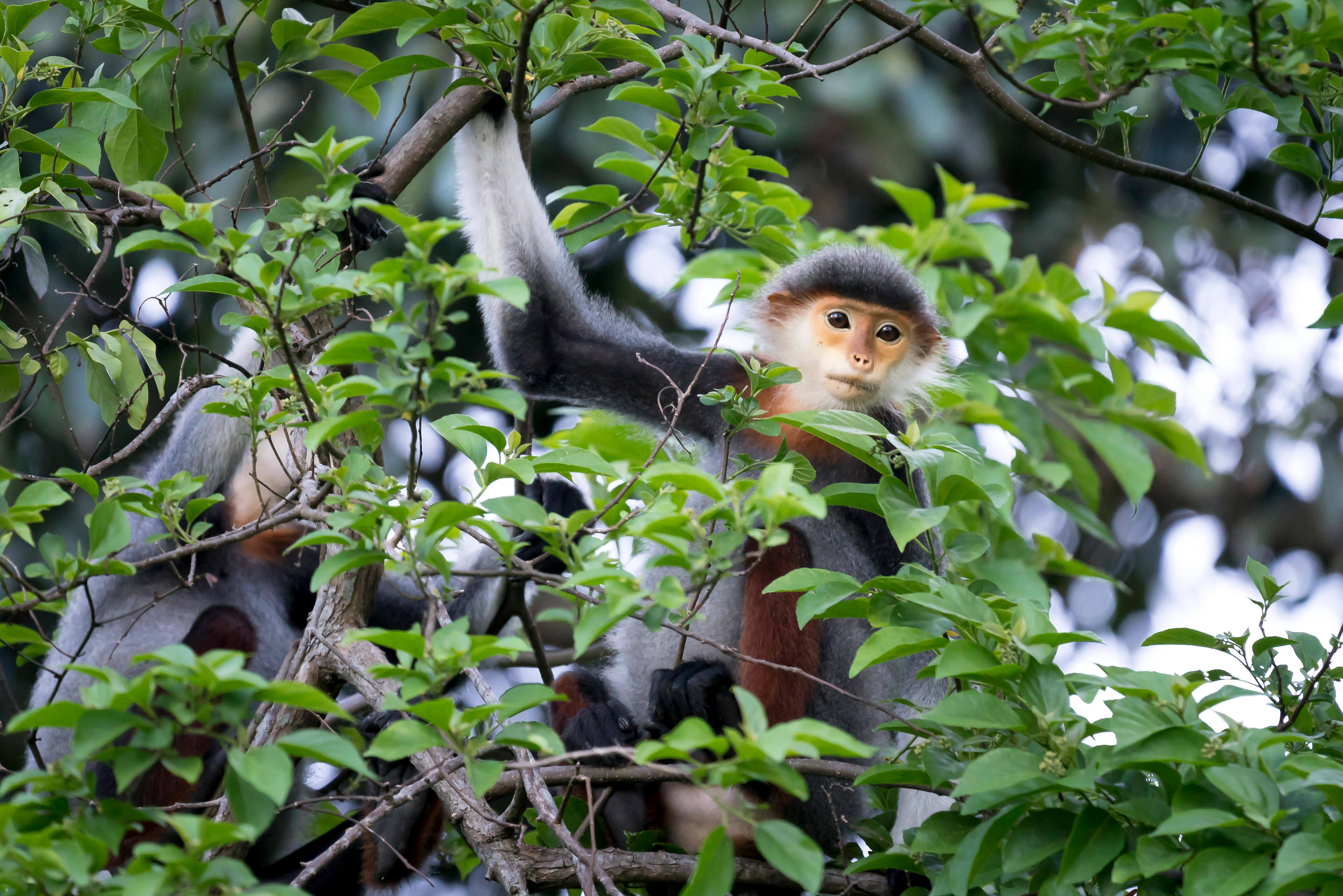Primate Sitting Beside Tree · Free Stock Photo