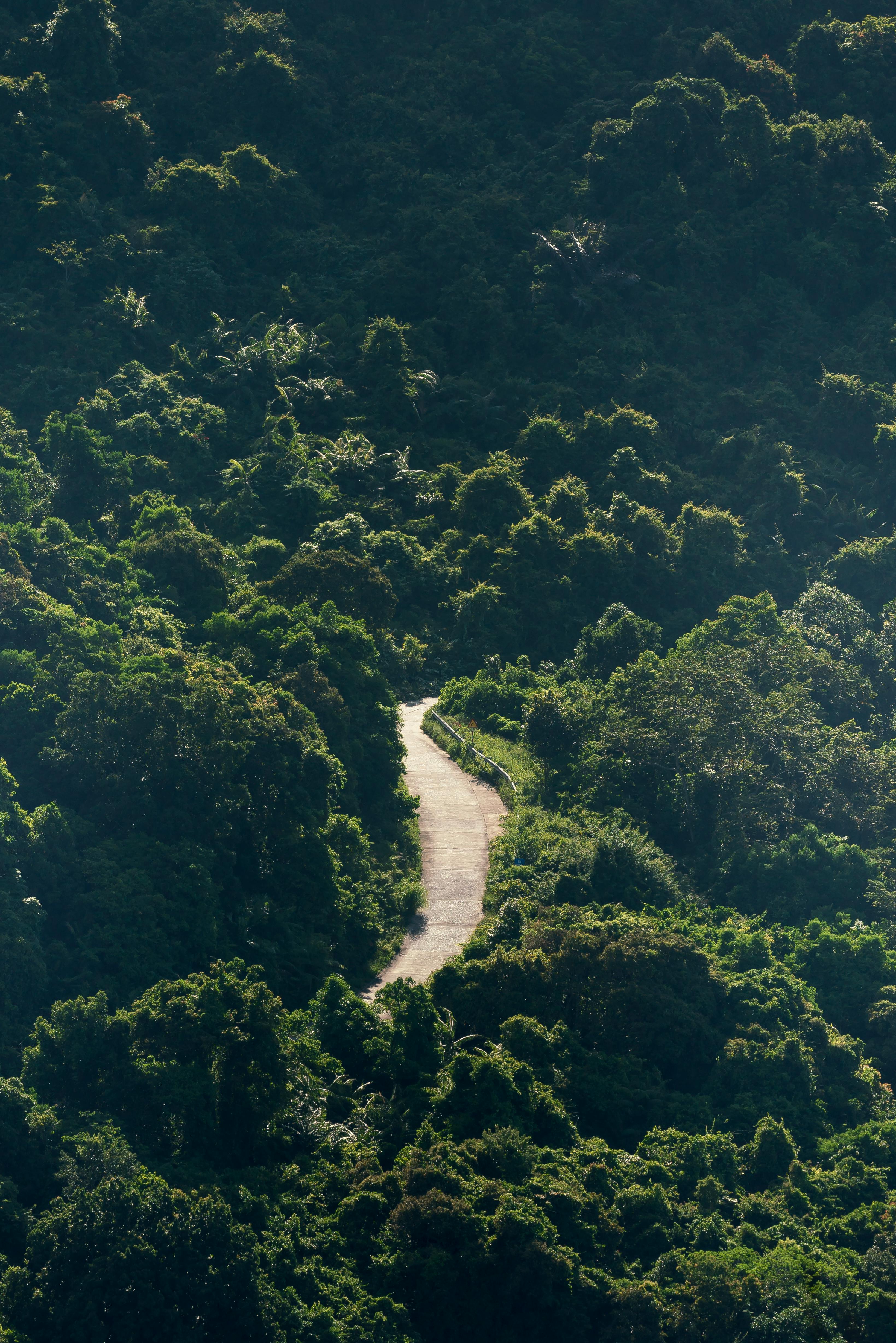 Road Passing through a Forest · Free Stock Photo