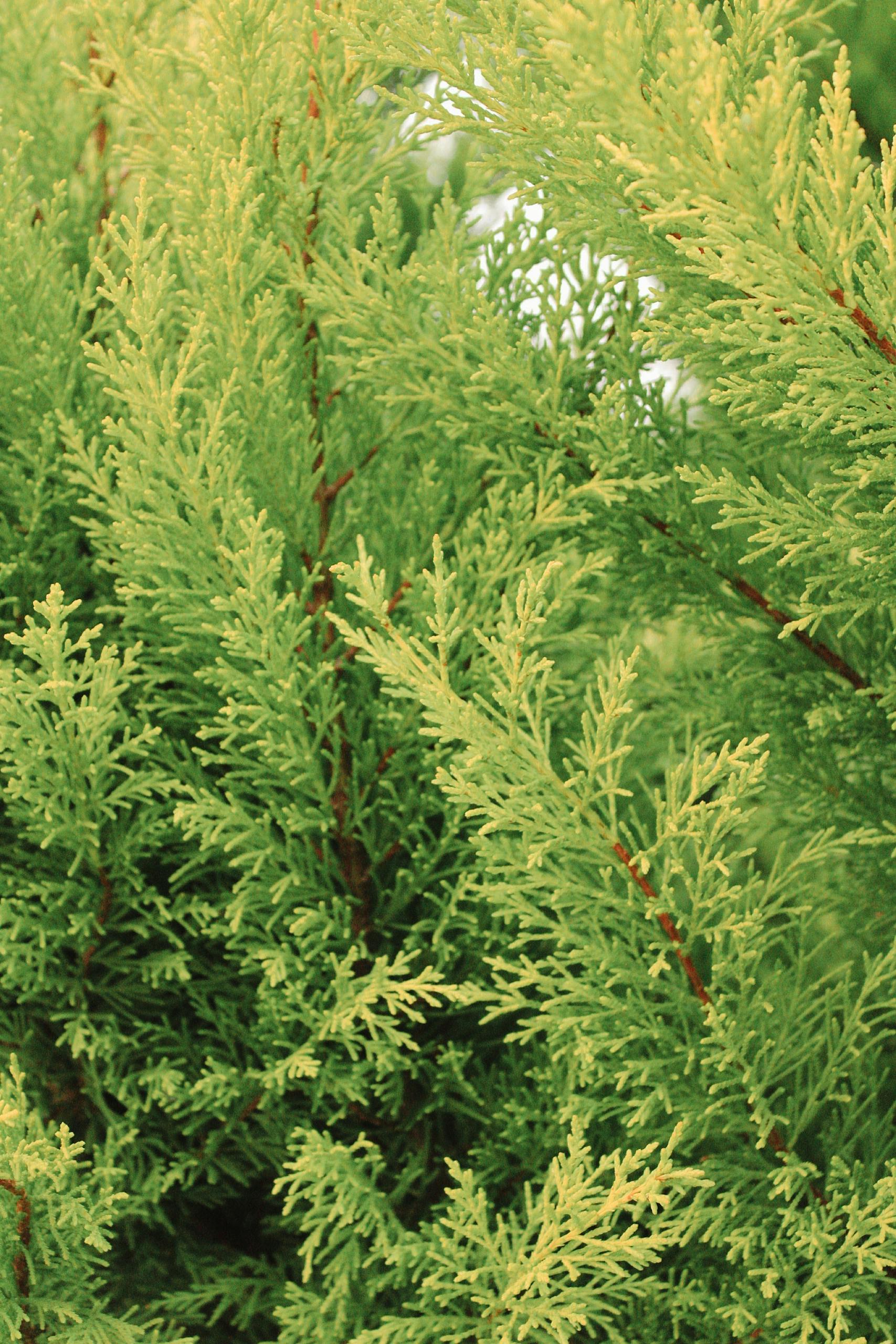 Shrubs on a Tree in a Forest · Free Stock Photo