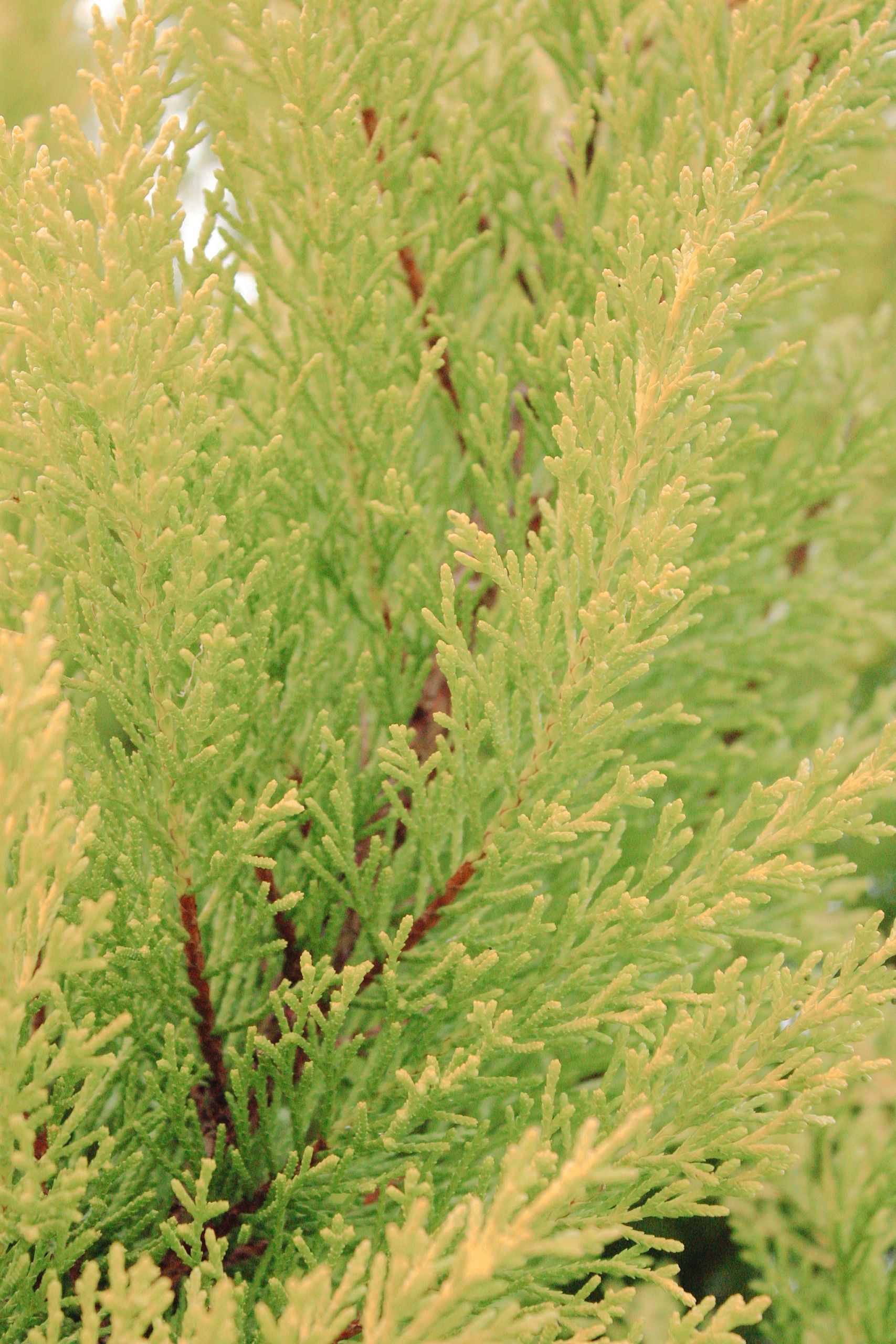 Bright Evergreen Foliage · Free Stock Photo