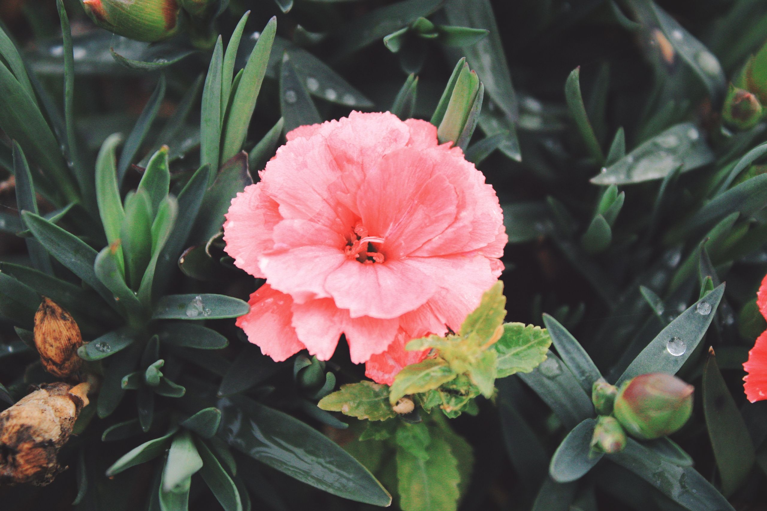 Close-up of a Pink Carnation Flower · Free Stock Photo