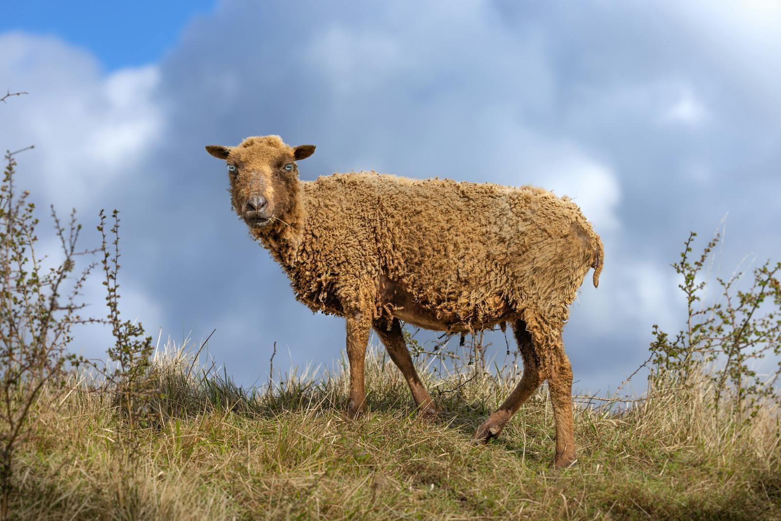 Vet Sheep Photos, Download The BEST Free Vet Sheep Stock Photos & HD Images