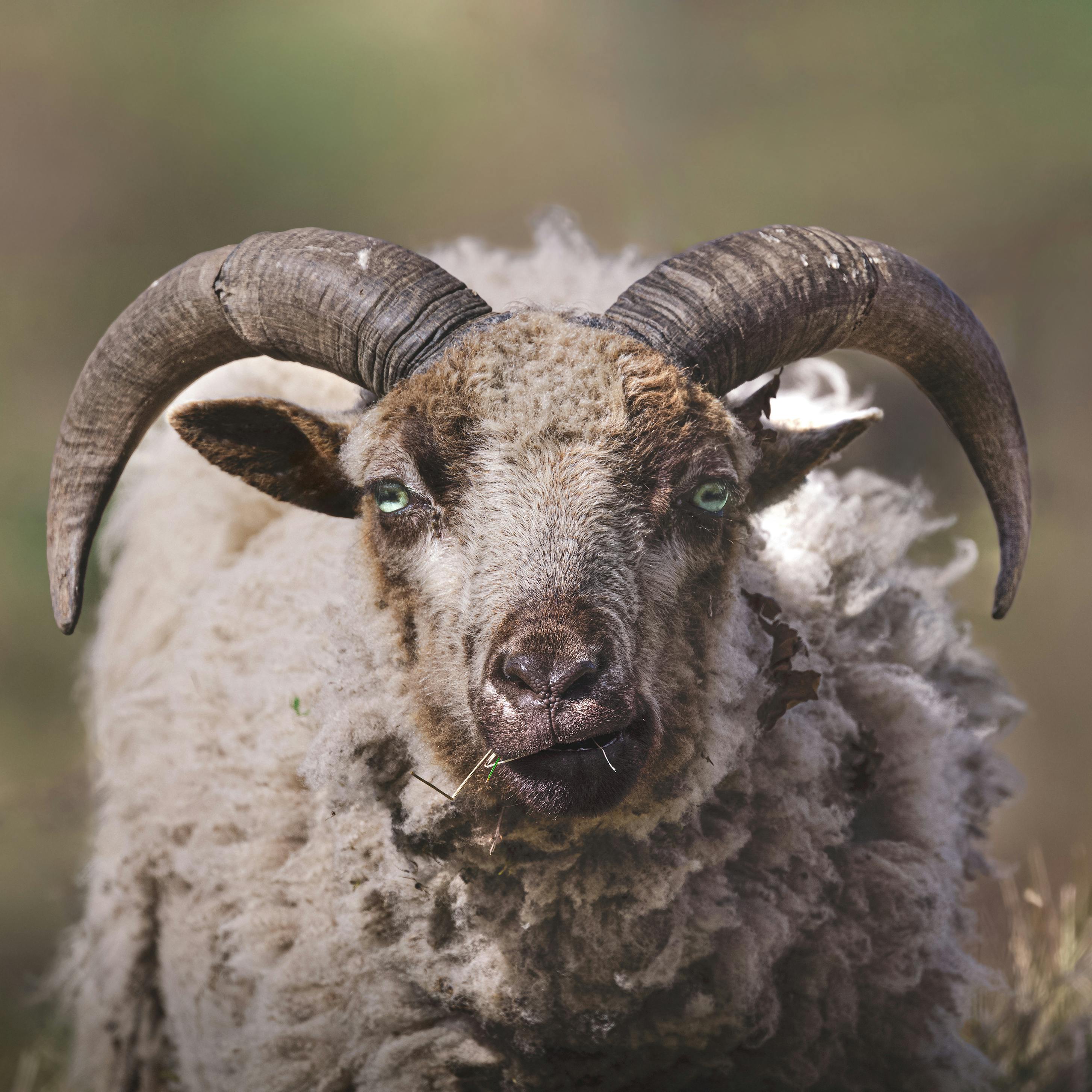 Doge Ram Photos, Download The BEST Free Doge Ram Stock Photos & HD Images