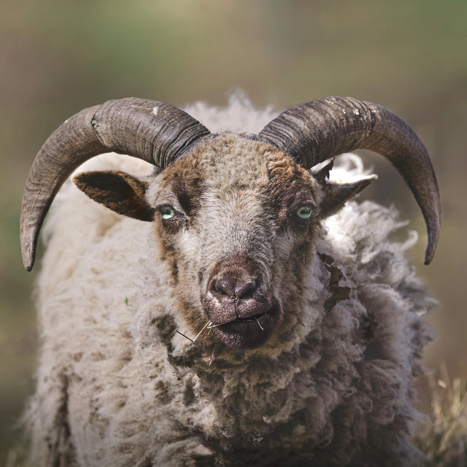 Ram Animal Photos, Download The BEST Free Ram Animal Stock Photos & HD ...