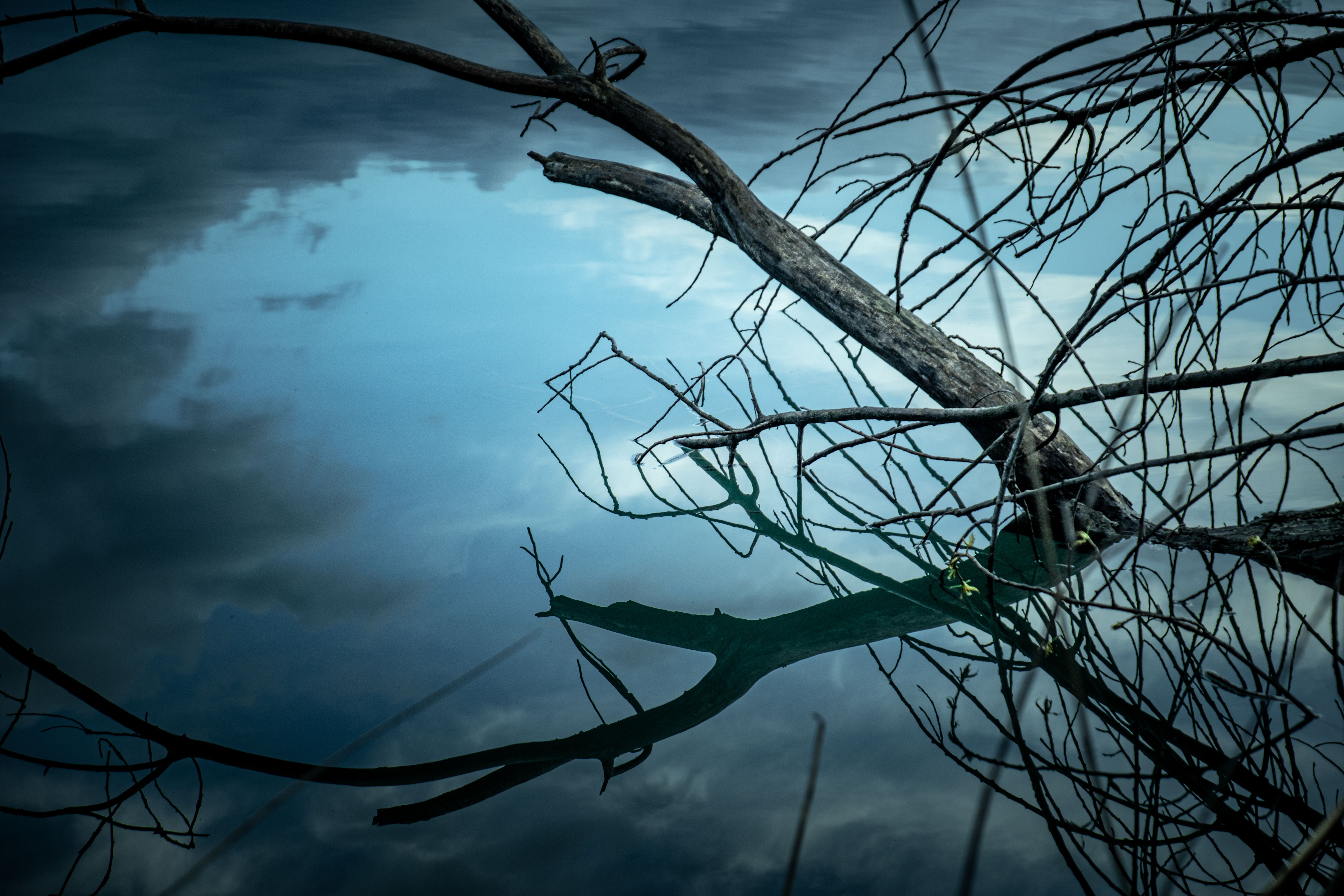 Branches of a Withered Tree Reflecting in the Pplacid Lake · Free Stock ...
