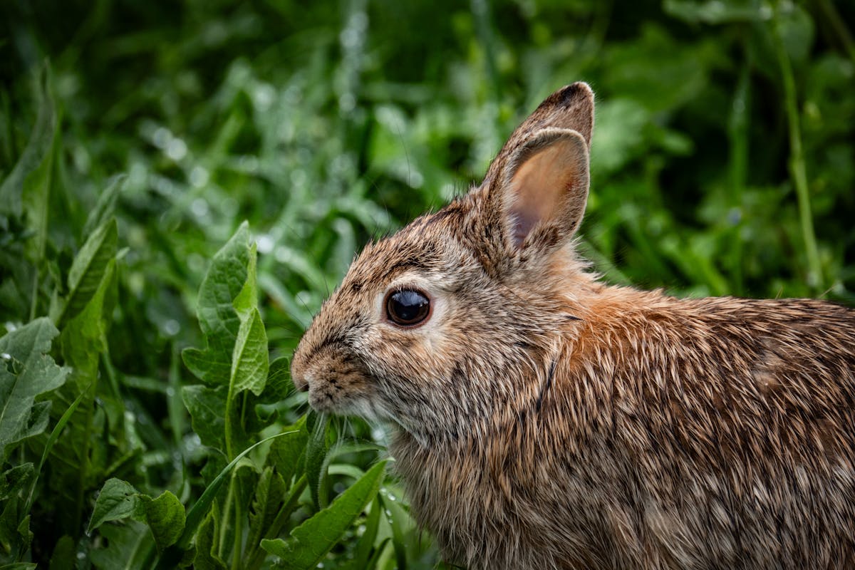 Cute Rabbit Photos, Download The BEST Free Cute Rabbit Stock Photos ...