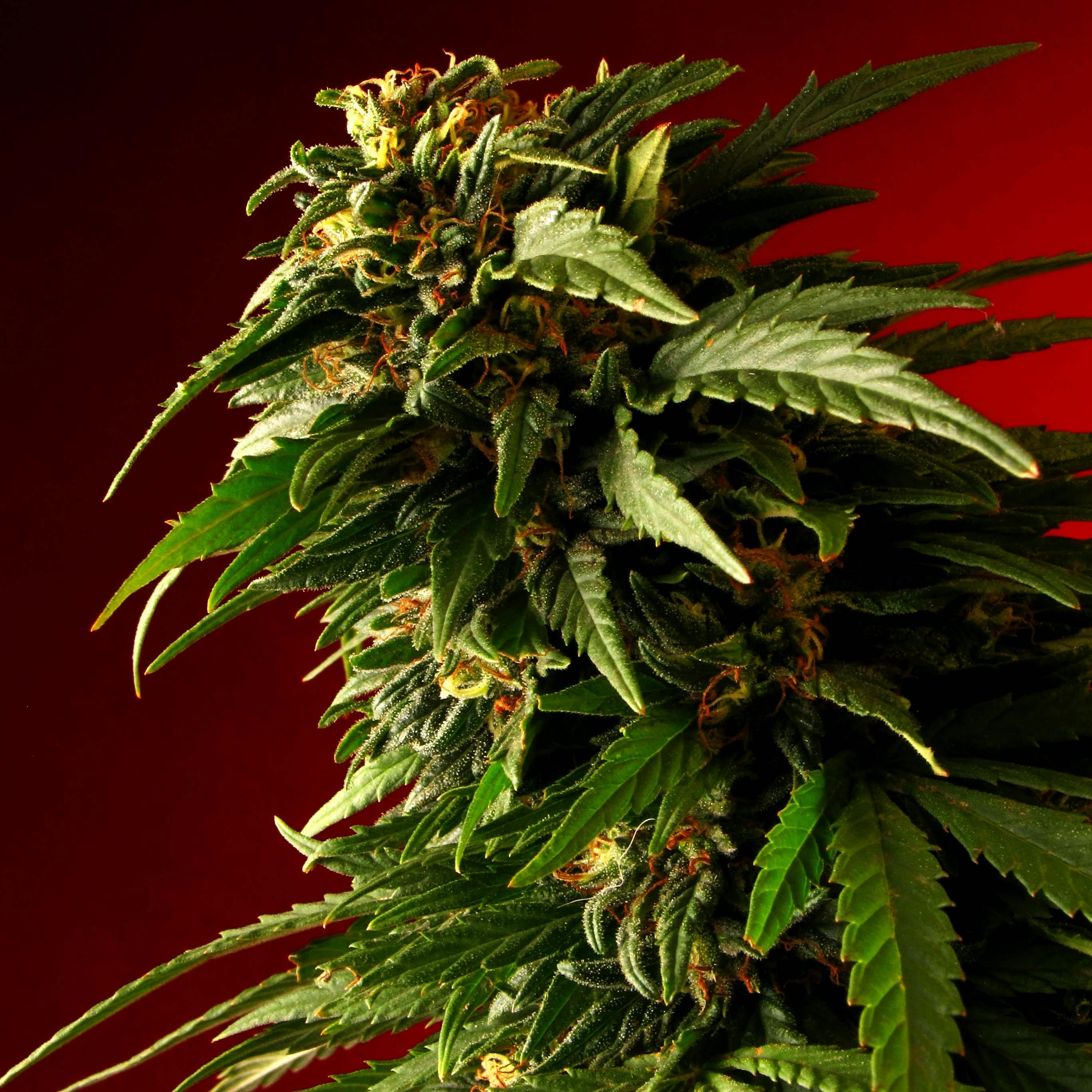 Cannabis Blatt Schema Photos, Download The BEST Free Cannabis Blatt ...