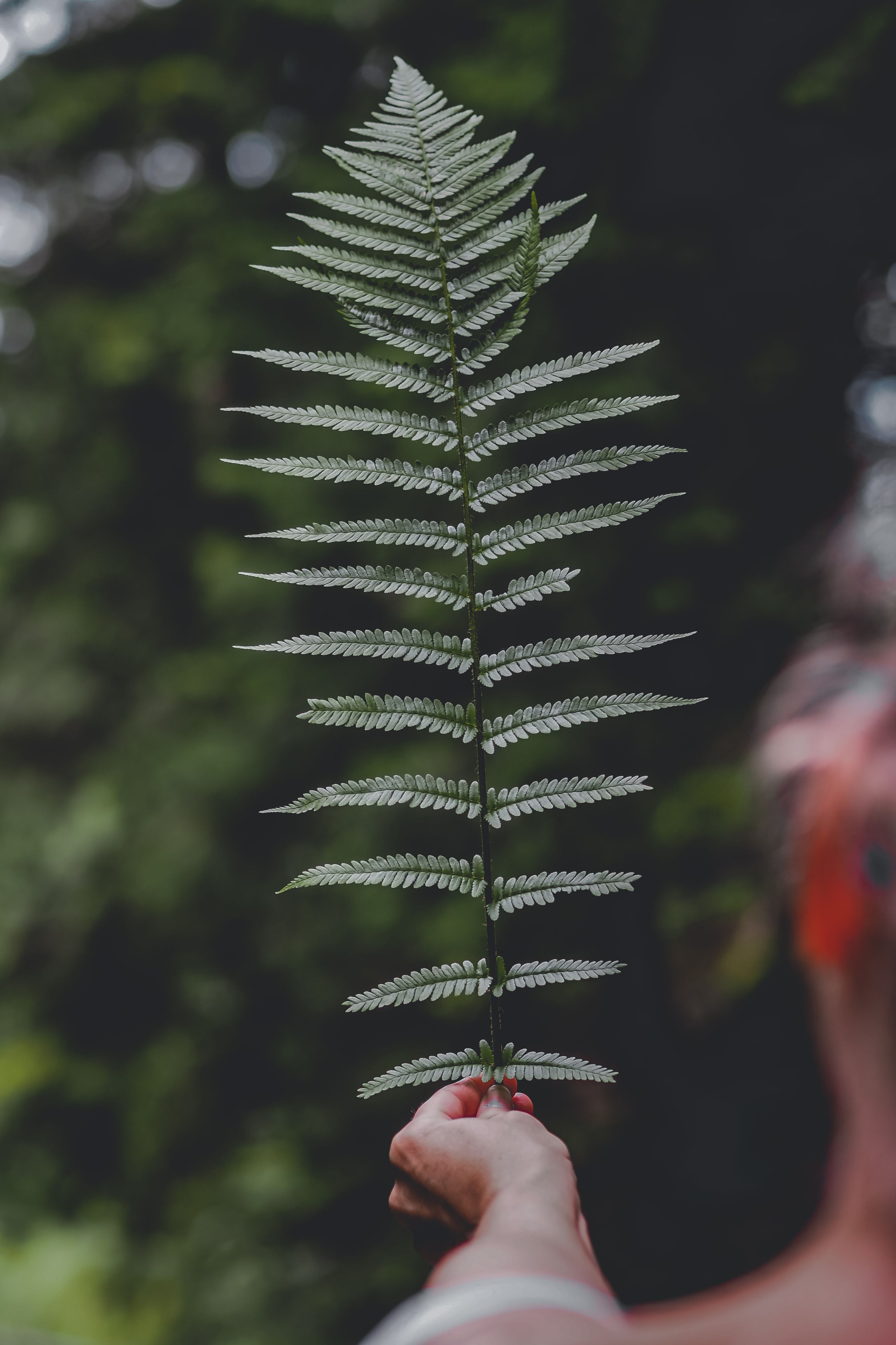 Person Holding Fern Leaf · Free Stock Photo