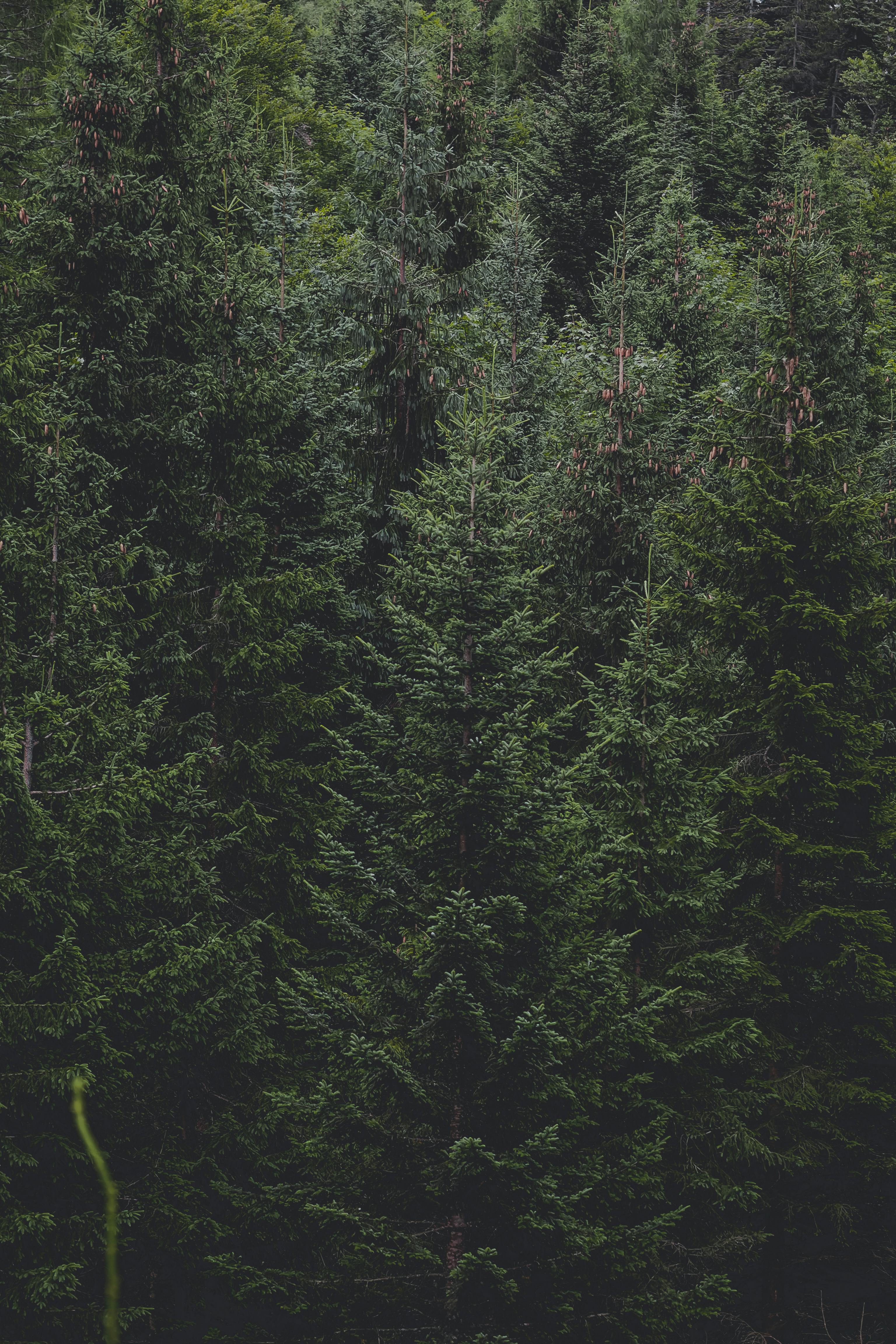 Deep, Evergreen Forest · Free Stock Photo