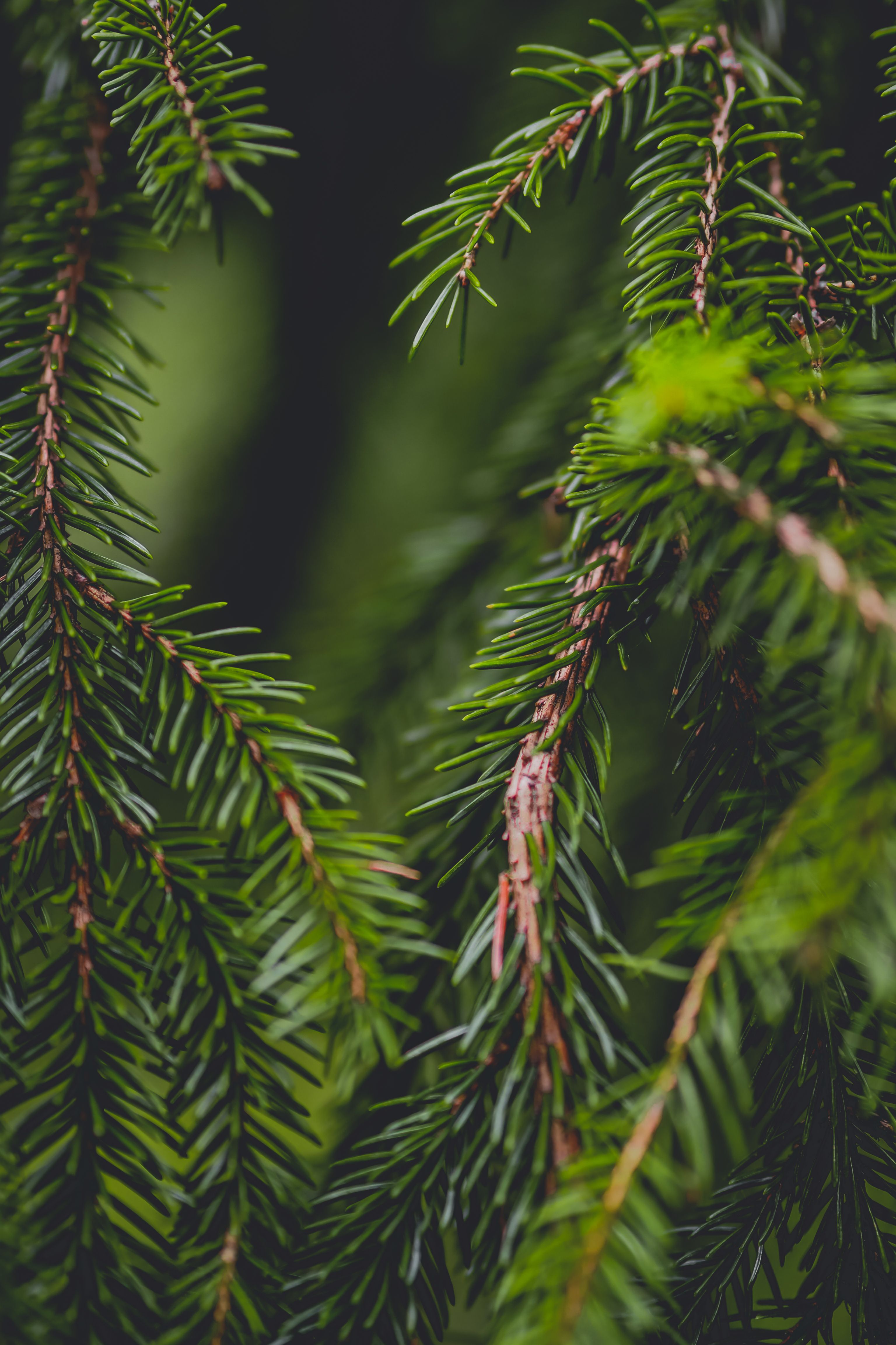 Evergreen Needle Branches · Free Stock Photo