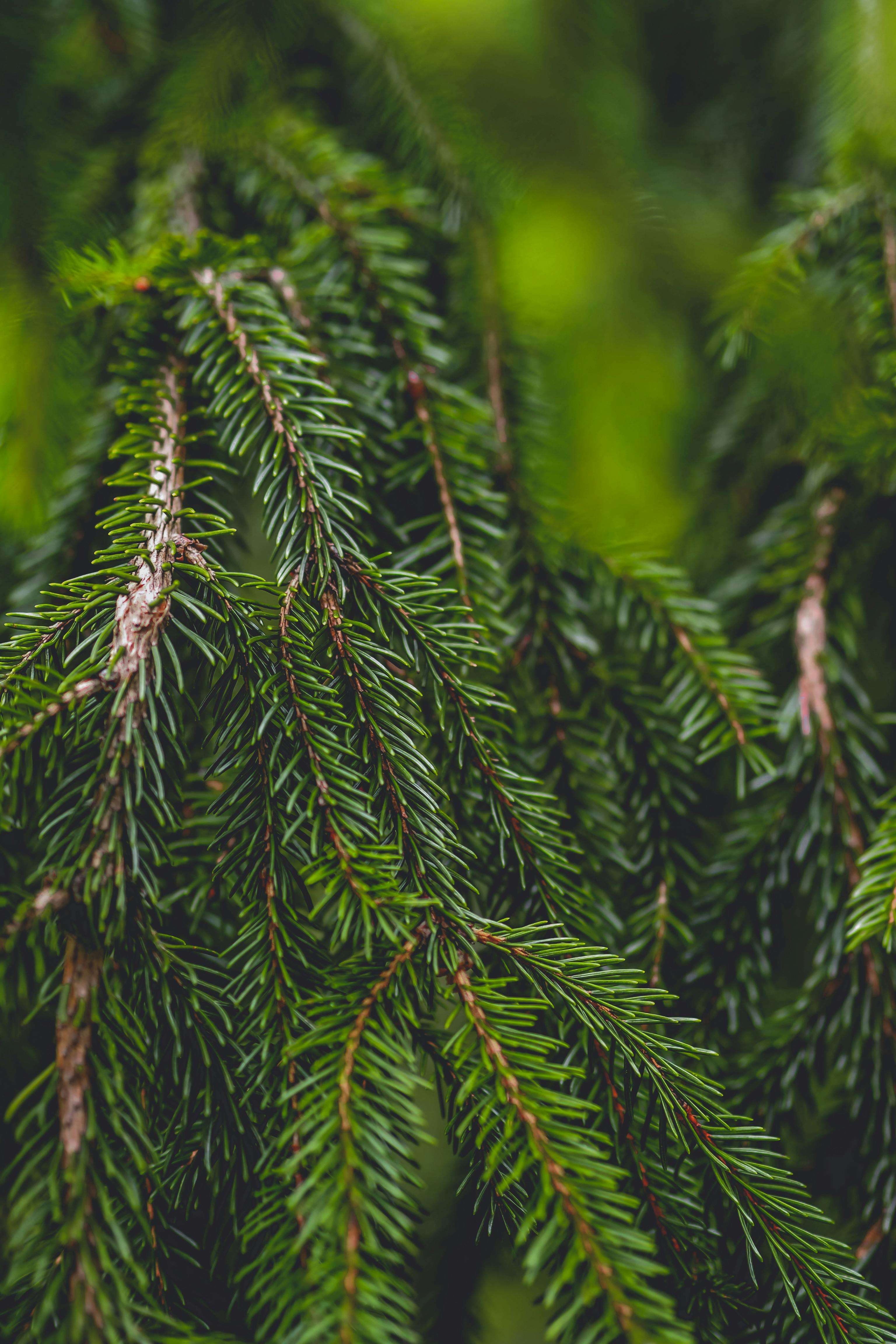 Closeup Conifer Tree · Free Stock Photo