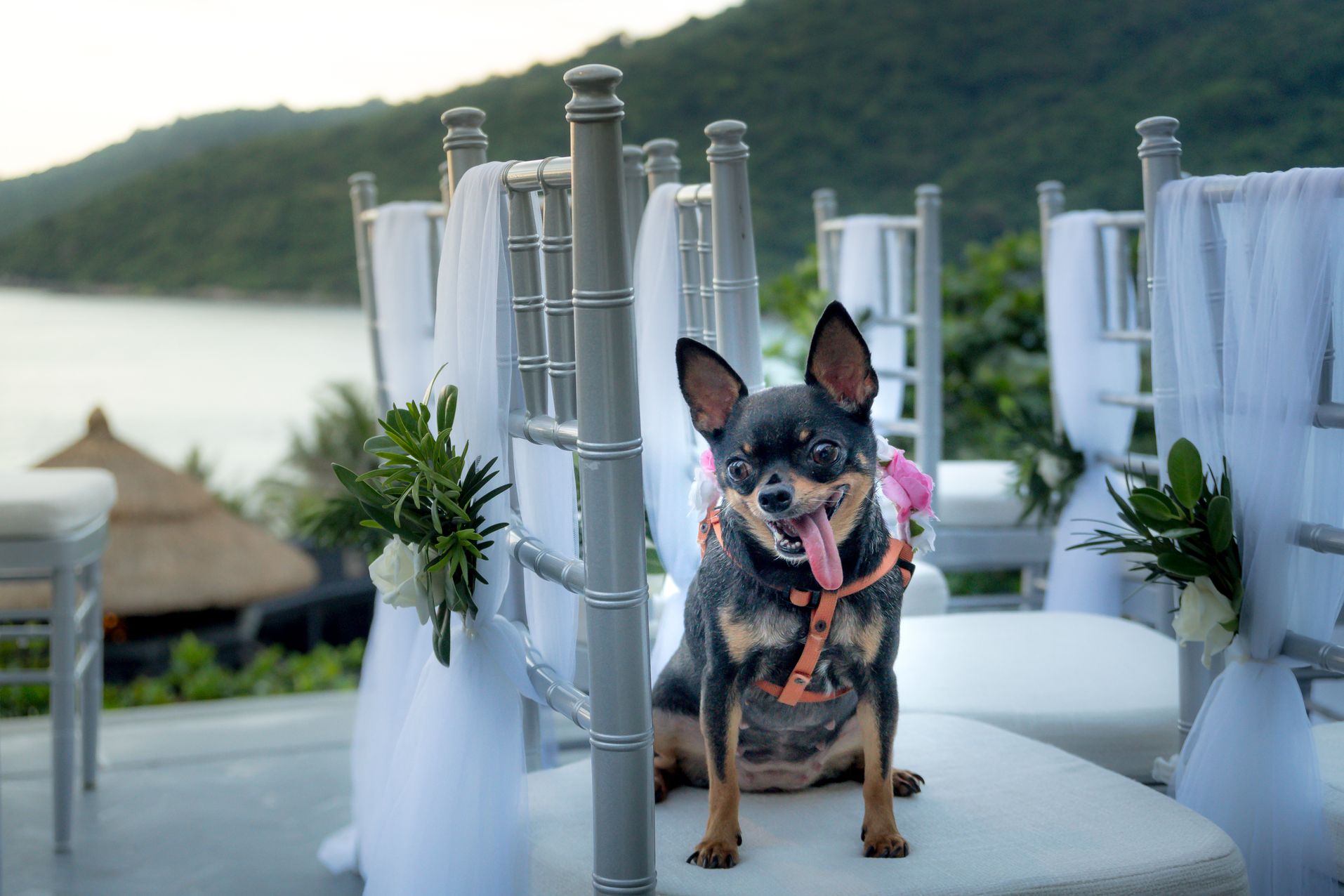 Rez Dogs: Native Canines' Fight for Survival on Reservations