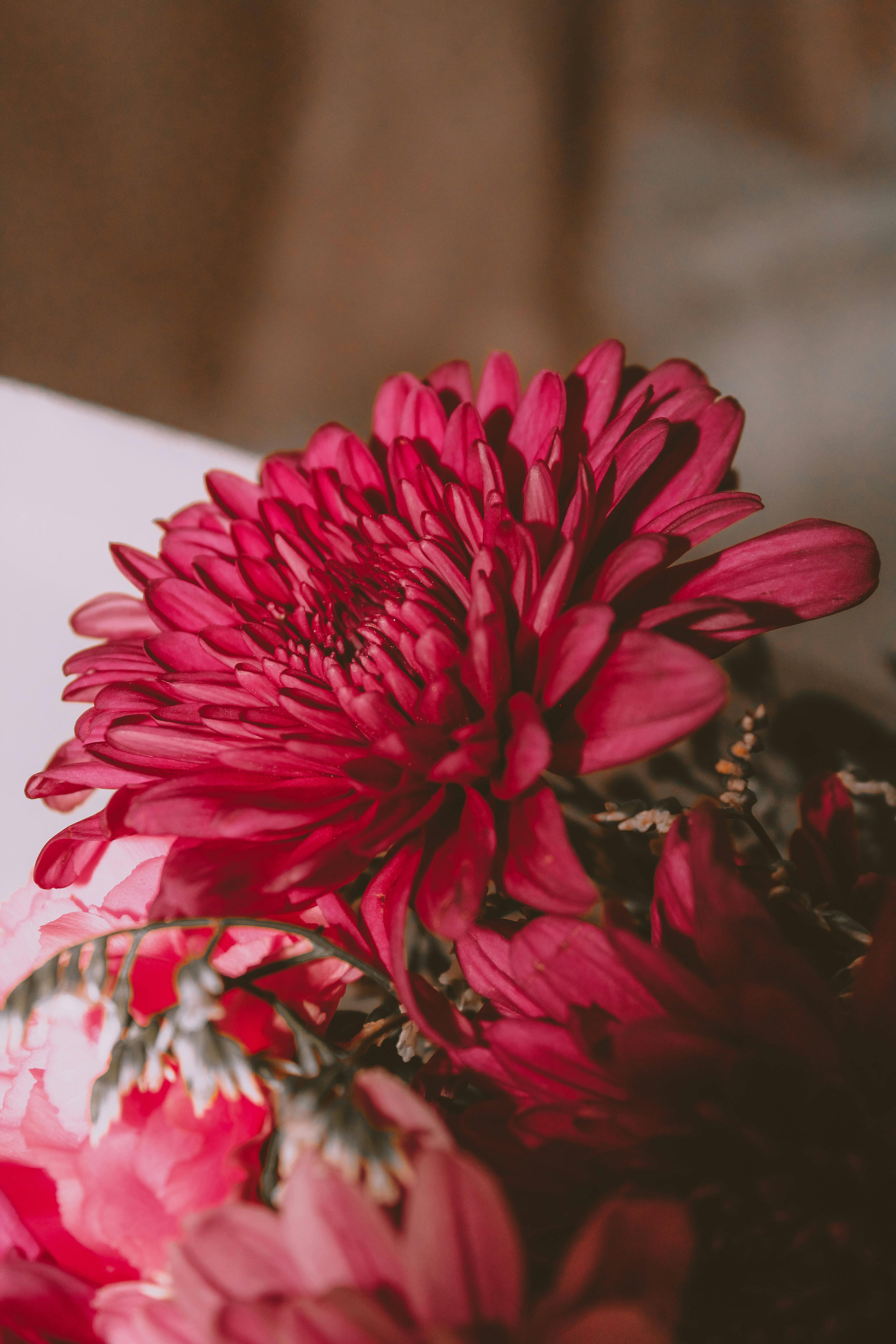 Dina Adel - Photography