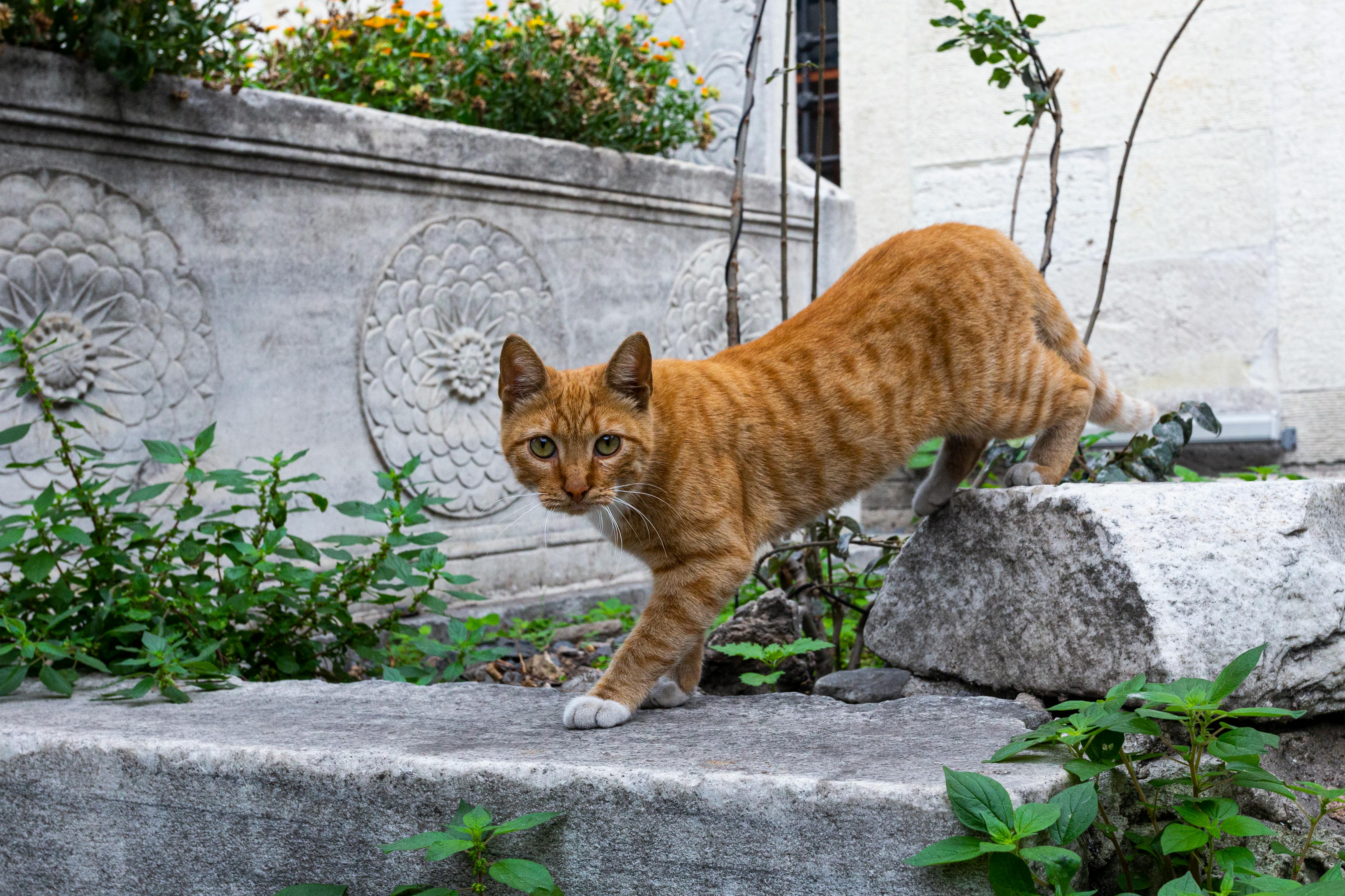 Ginger Cat in Yard · Free Stock Photo