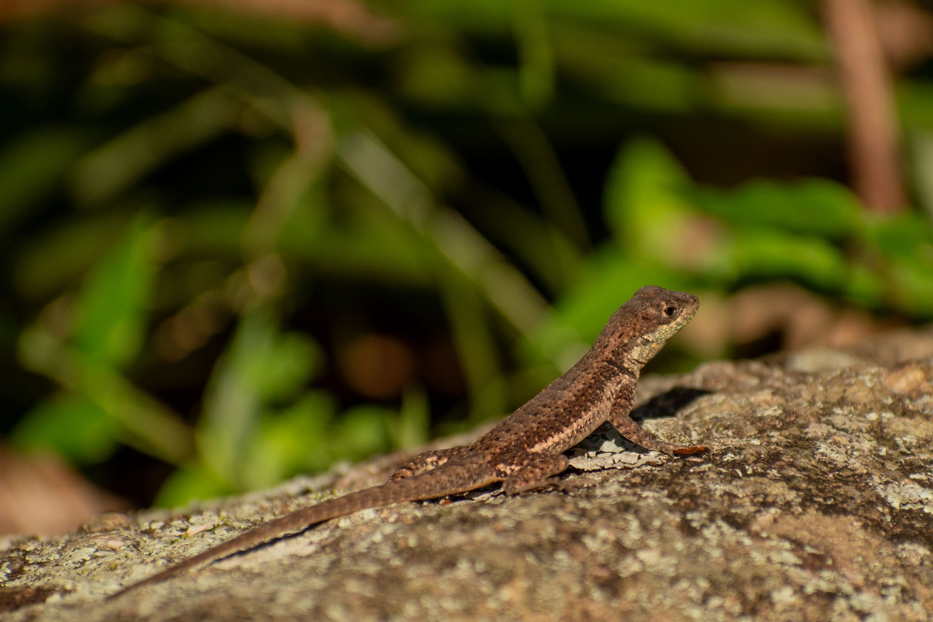 lava lizard galapagos facts and behavior patterns